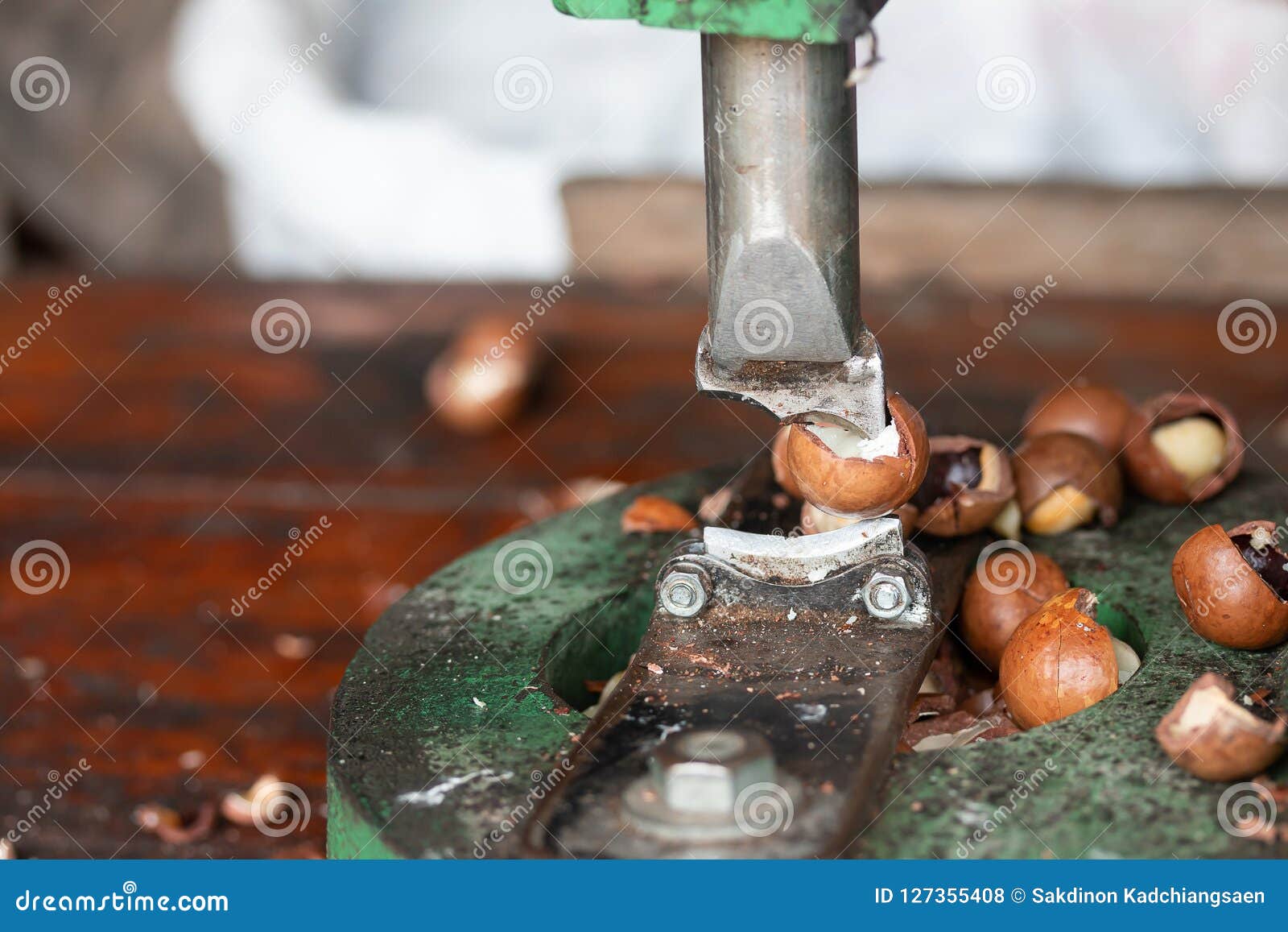 Dry Macadamia fruit stock photo. Image of macadamia - 127355408