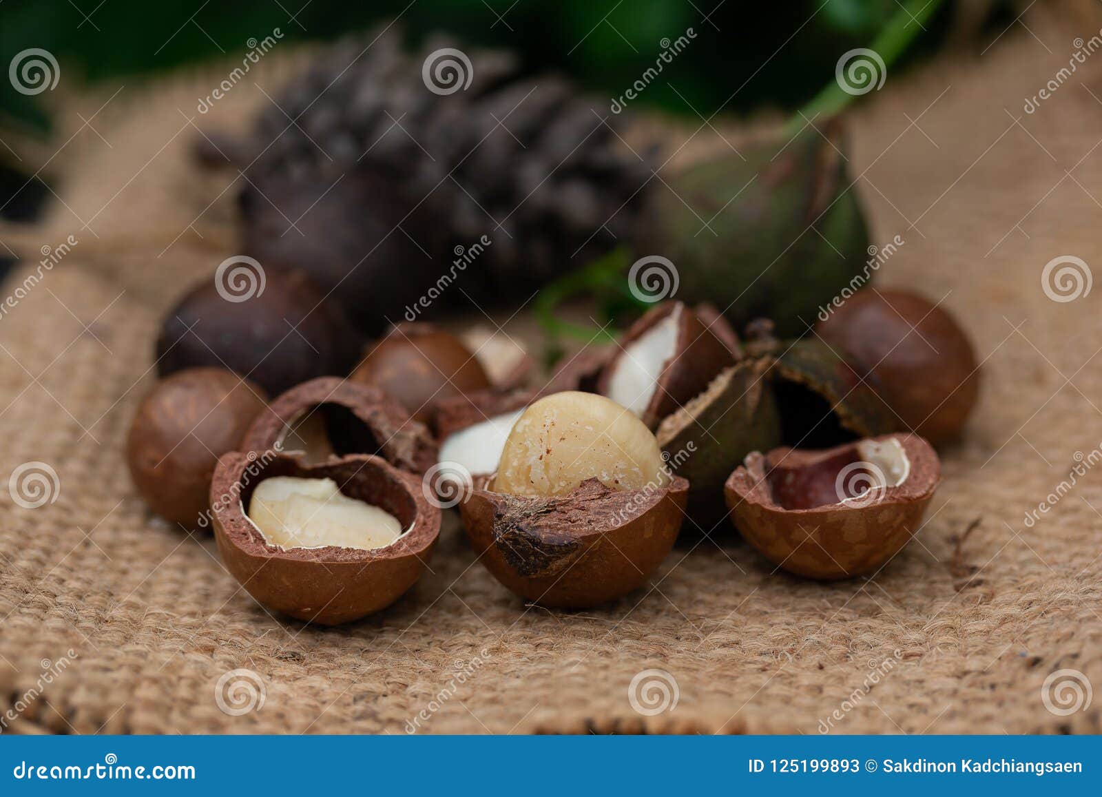 Macadamia Fruit with Flowers of Pine Stock Image - Image of solid ...