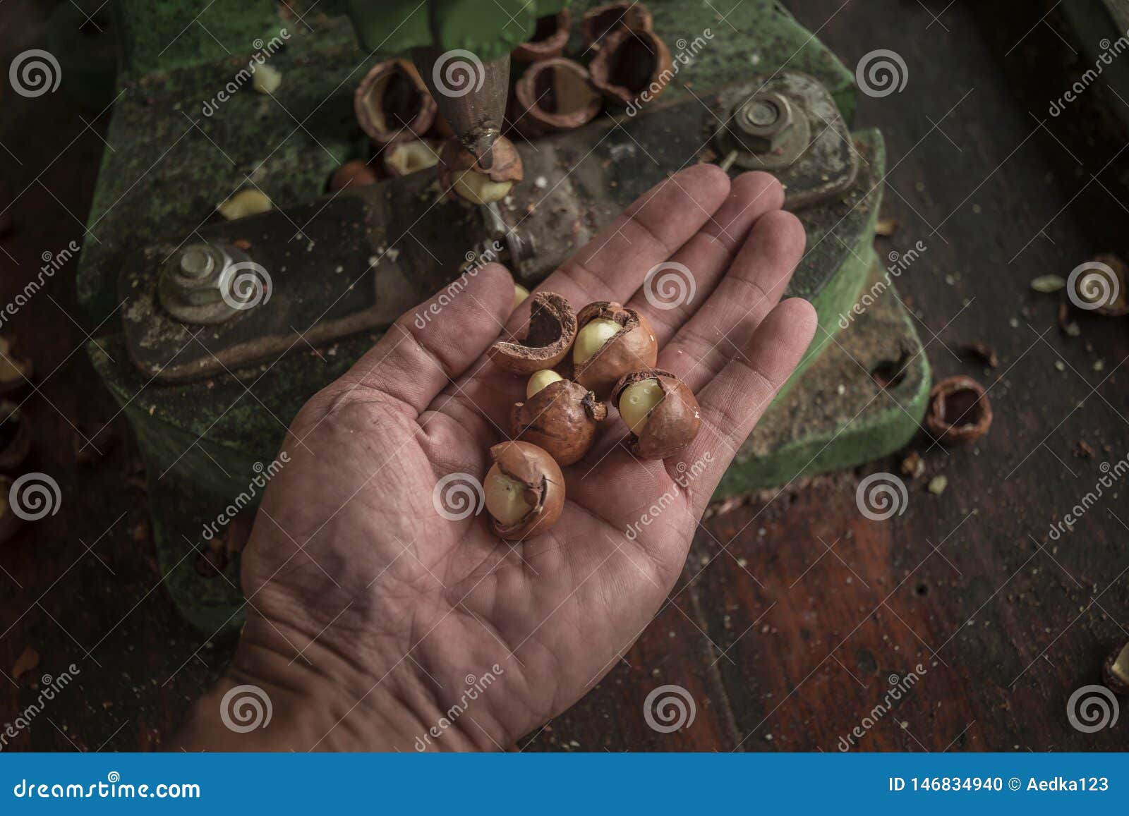 Macadamia in the Hands of Farmers Stock Photo - Image of evergreen ...