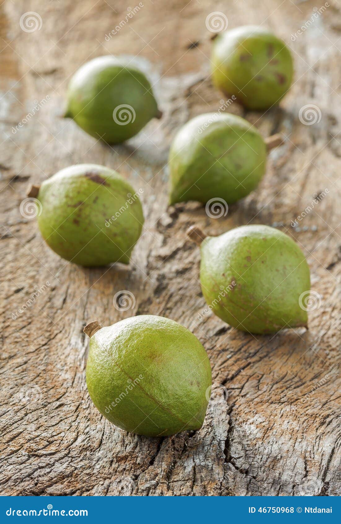 Macadamia in husk stock photo. Image of organic, agriculture - 46750968