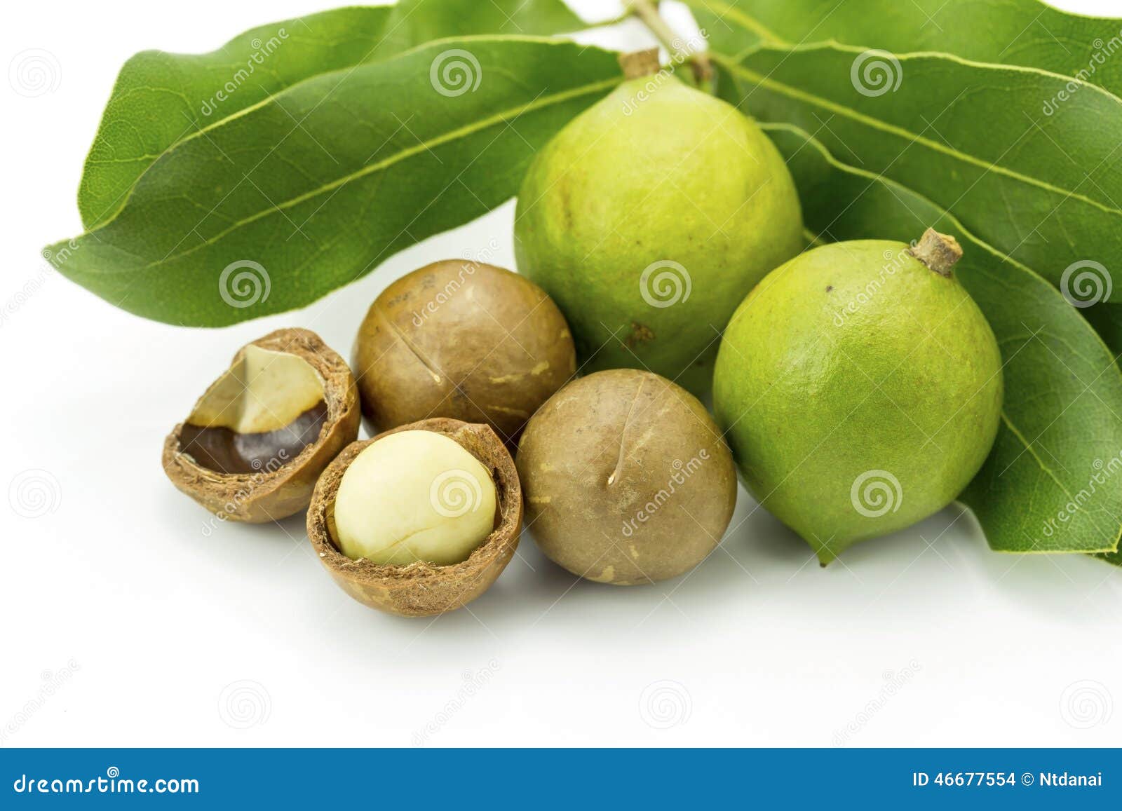 Macadamia in Husk and Shell Stock Photo - Image of harvest, plant: 46677554