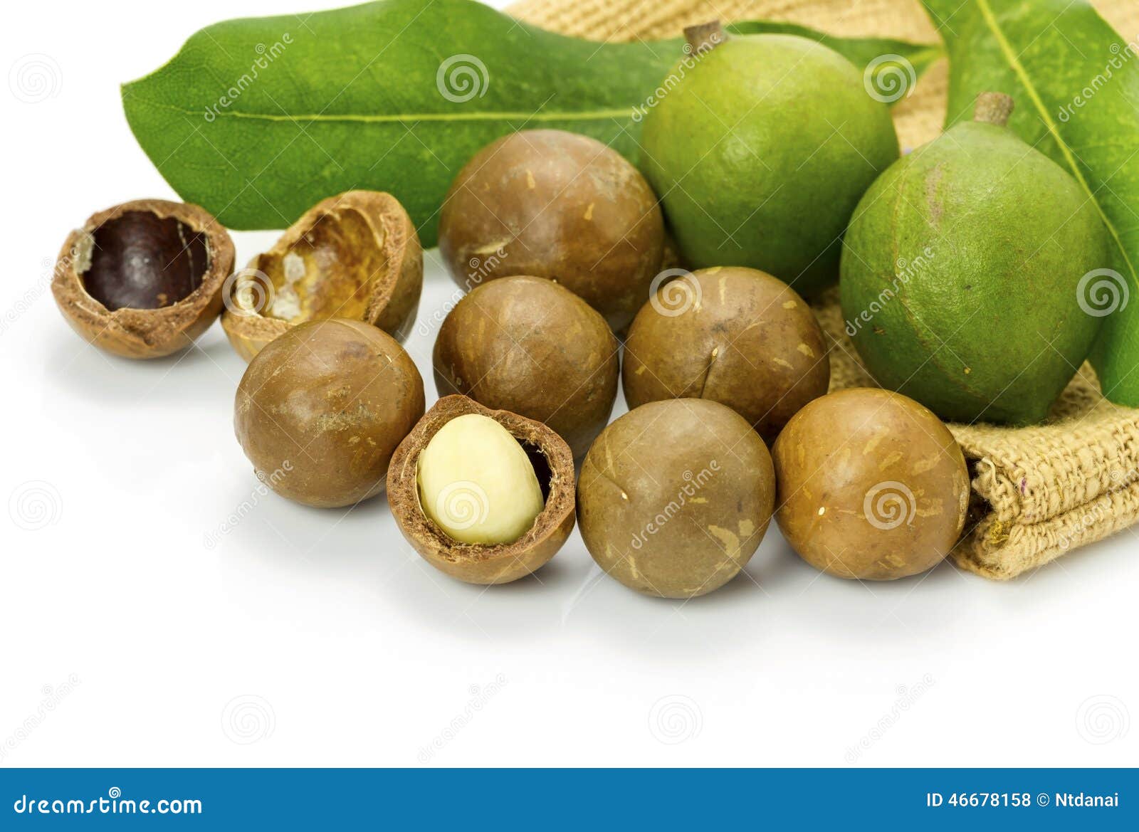 Macadamia in Husk and Shell Stock Photo - Image of husk, natural: 46678158