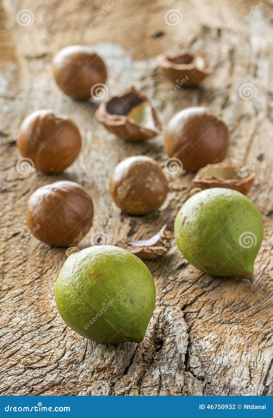 Macadamia in Husk and Shell Stock Photo - Image of nature, peel: 46750932