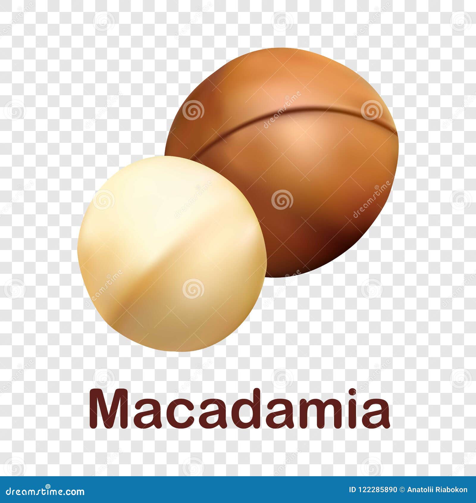 Macadamia Icon, Realistic Style Stock Vector - Illustration of peel ...