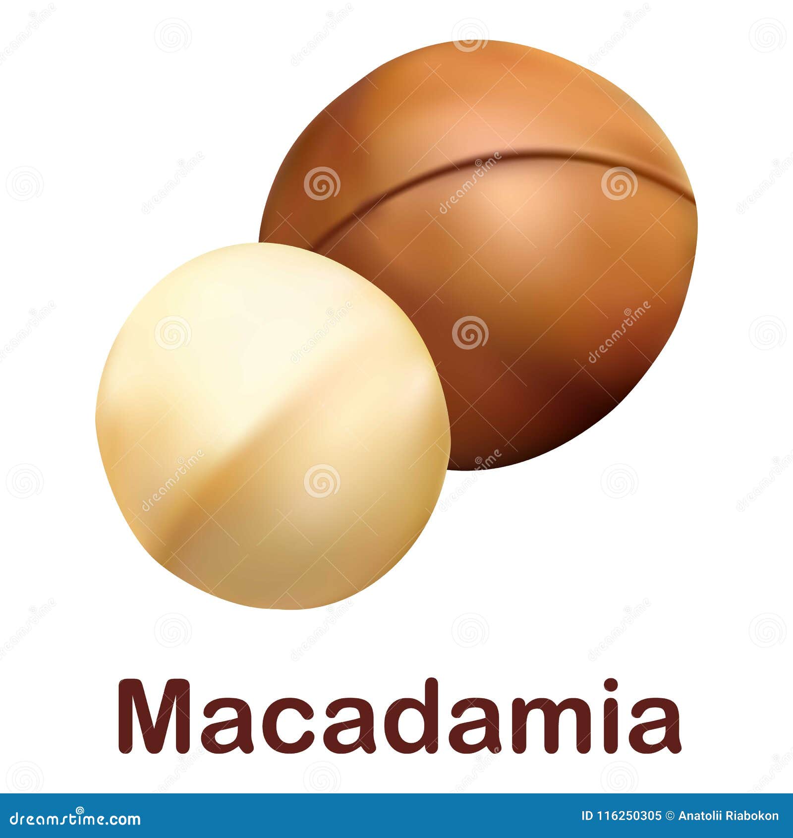 Macadamia Icon, Realistic Style Stock Vector - Illustration of healthy ...