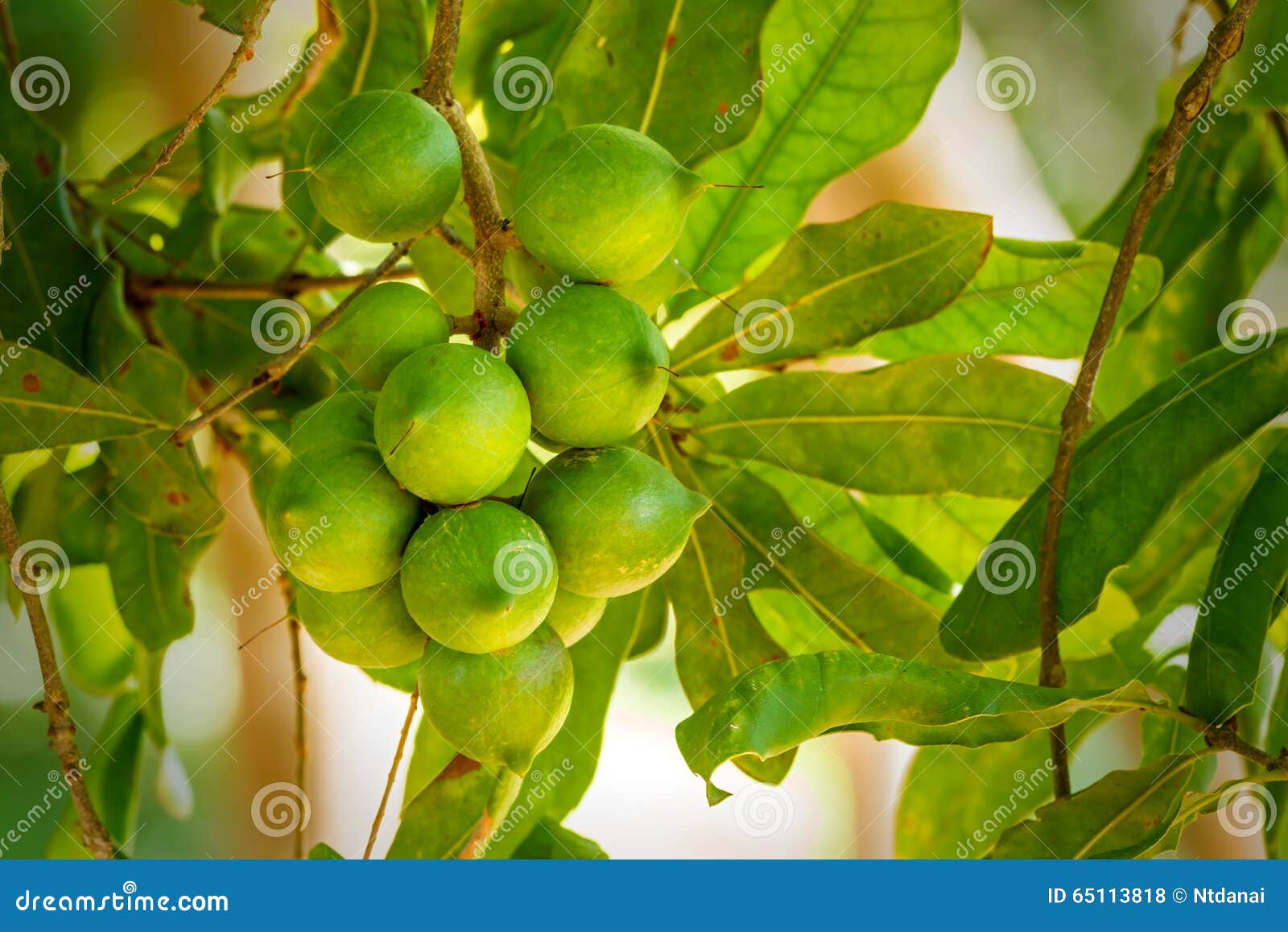 Macadamia noten op boom stock foto. Image of groen, boomgaard - 65113818