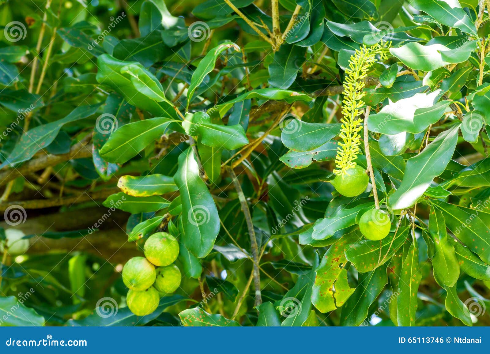 Macadamia nut flowers stock photo. Image of natural, leaf - 65113746