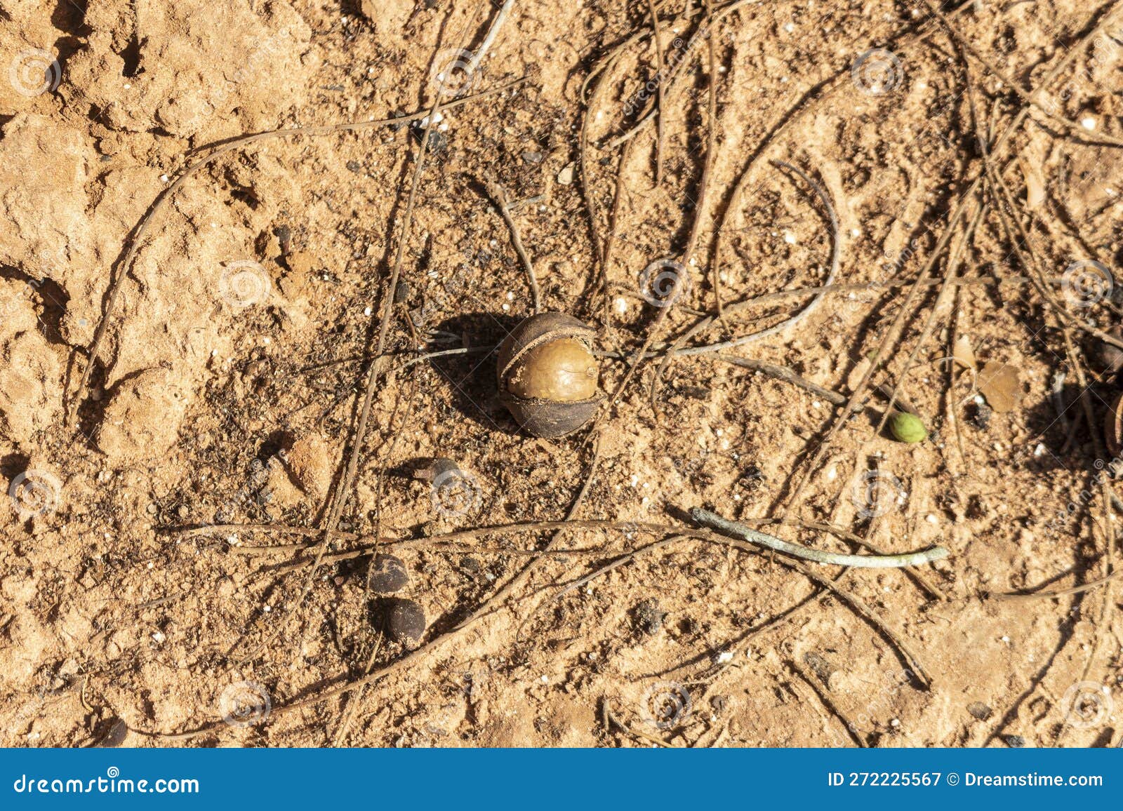 Macadamia Nut on Ground Floor in Macadamia Nut Plantation Stock Image ...