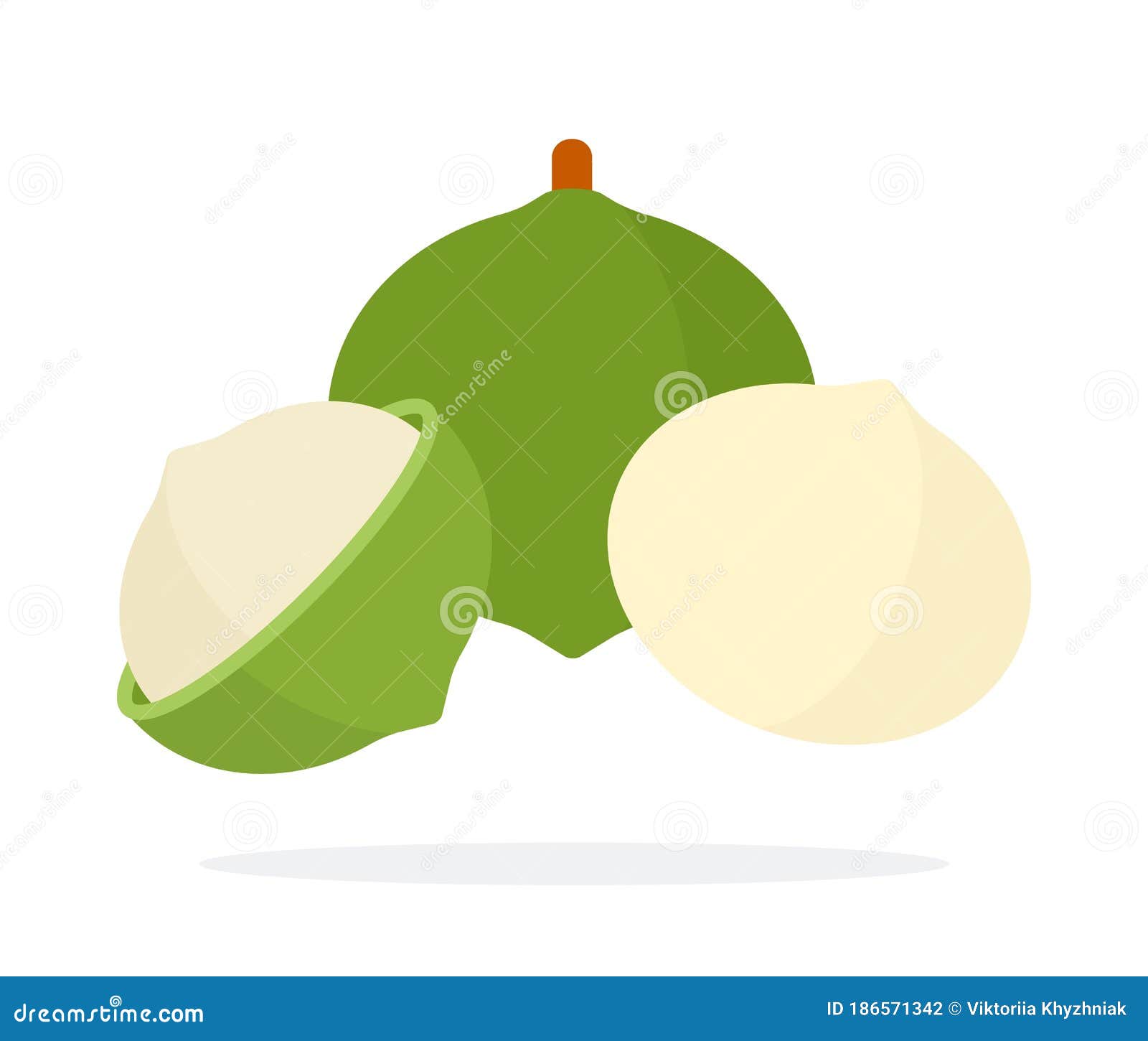 Macadamia Nut, Peeled and in Shell Nuts Flat Icon Vector Isolated ...