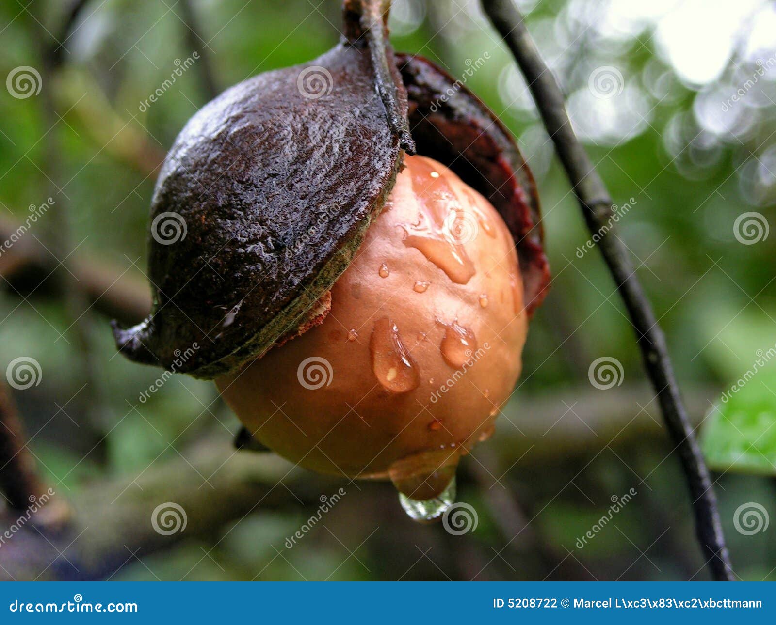 Macadamia Nut in Rainy Weather Stock Photo - Image of creamy, fruit ...