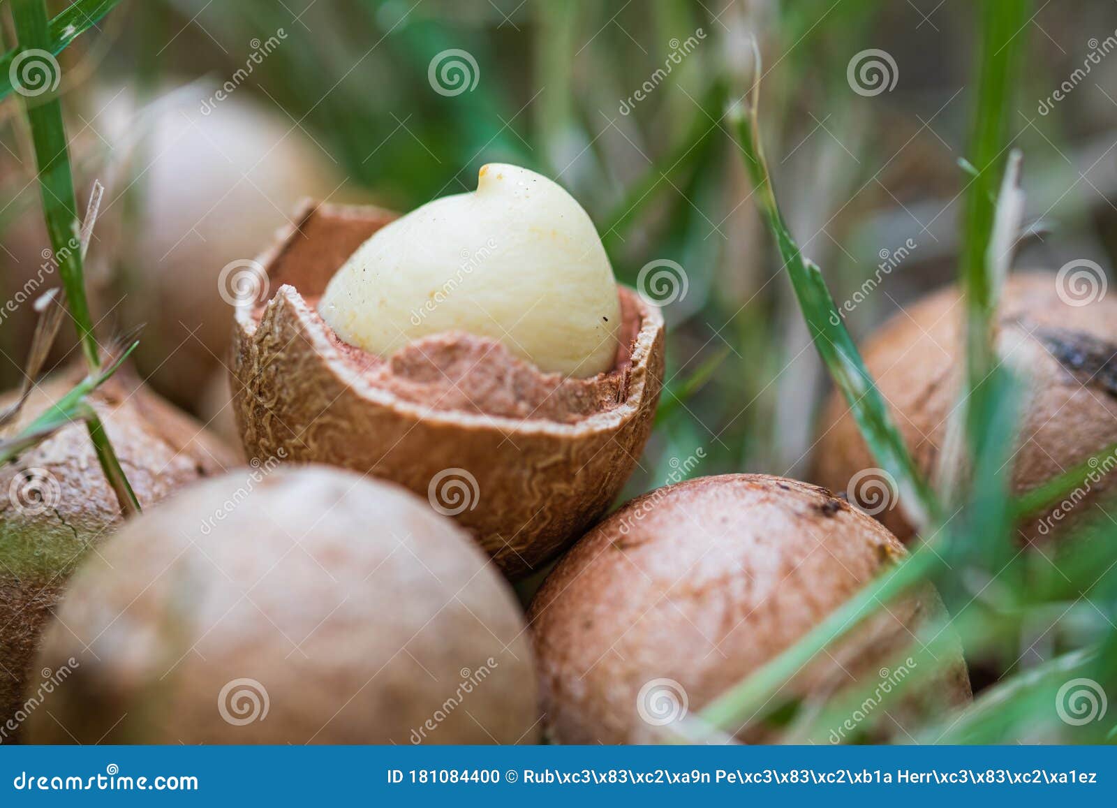 10,575 Macadamia Seed Stock Photos - Free & Royalty-Free Stock Photos ...