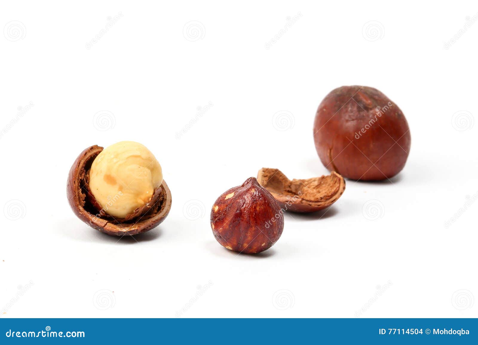 Macadamia nut and shell stock photo. Image of close, nuts - 77114504