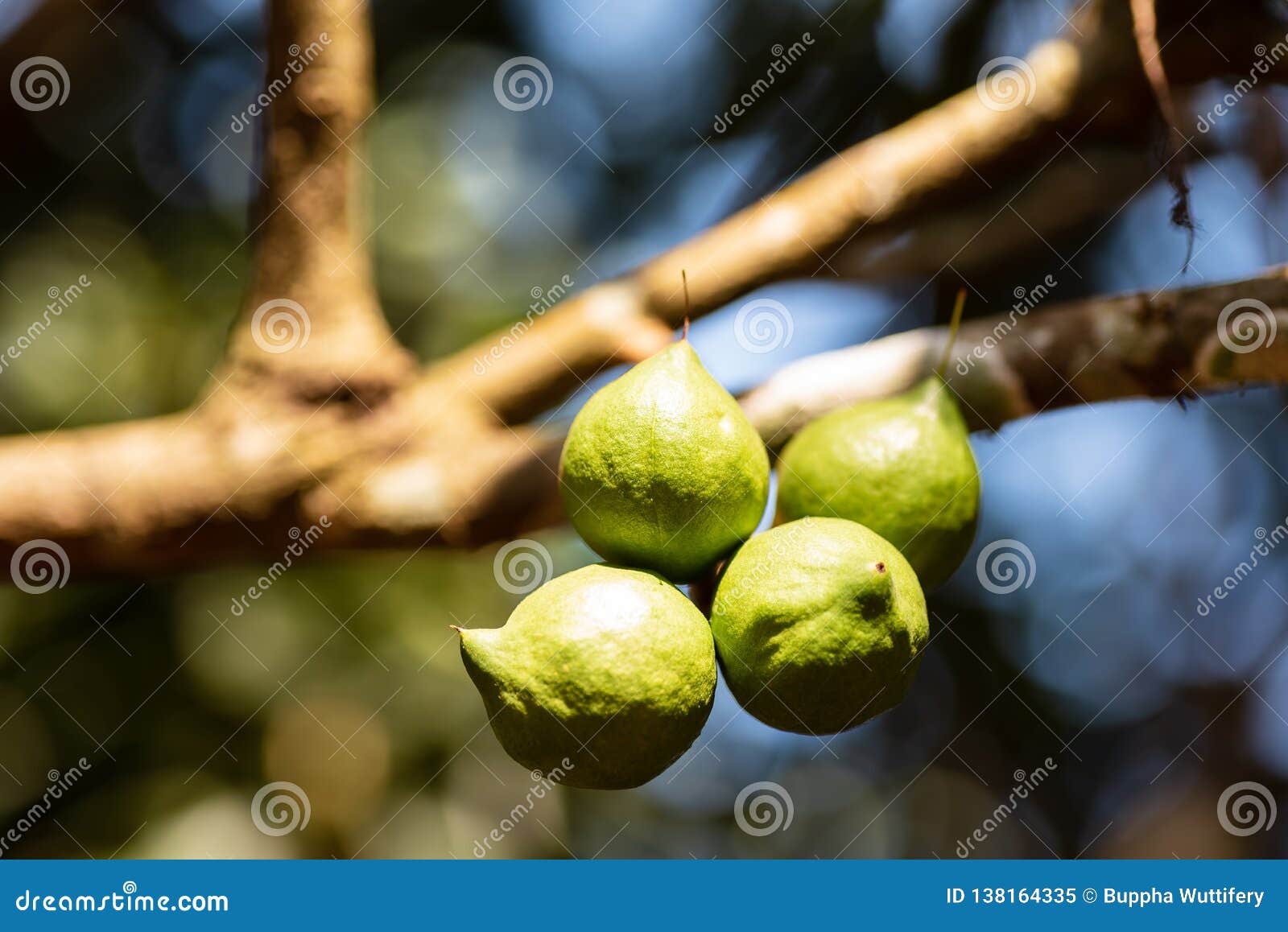 Macadamia Nut Tree in Organic Field Stock Image - Image of fruit ...