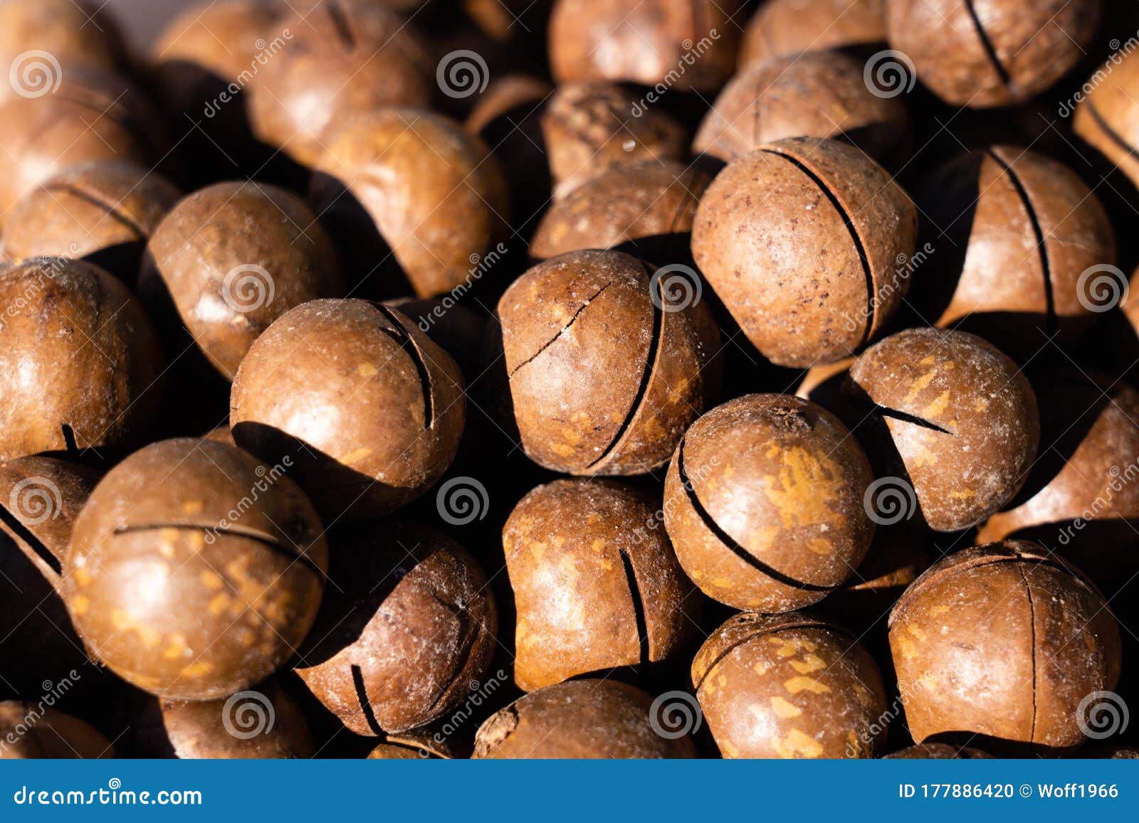 Macadamia Nuts. Bright Sunlight Gives Sharp Shadows Stock Photo - Image ...
