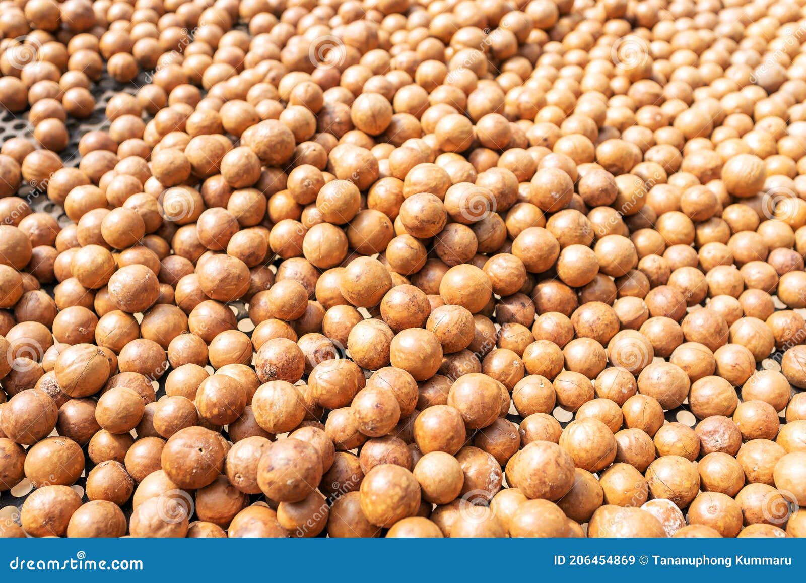 Macadamia Nuts Dried by Sunlight Stock Image - Image of background ...