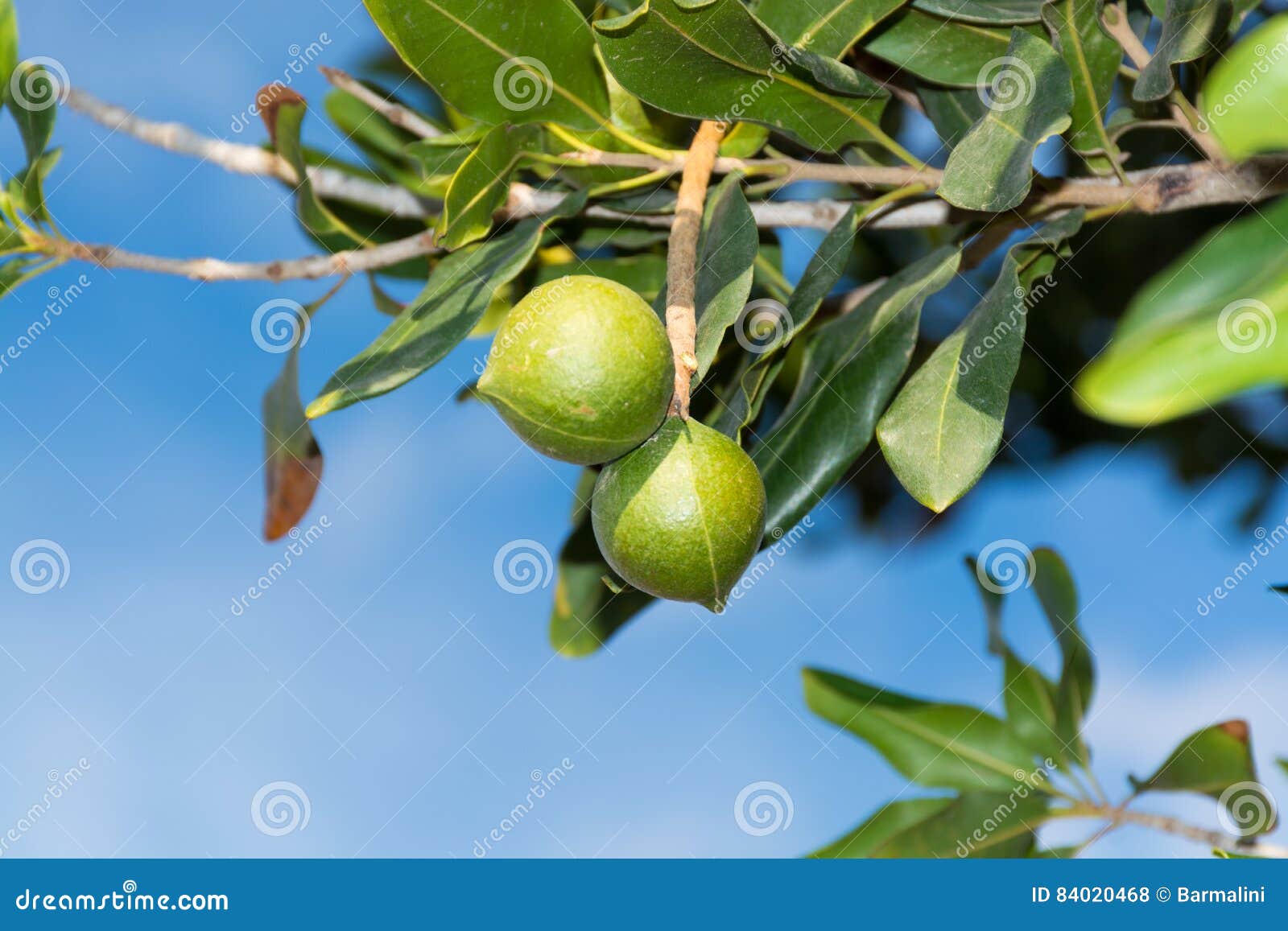 Macadamia Nut Tree Illustration