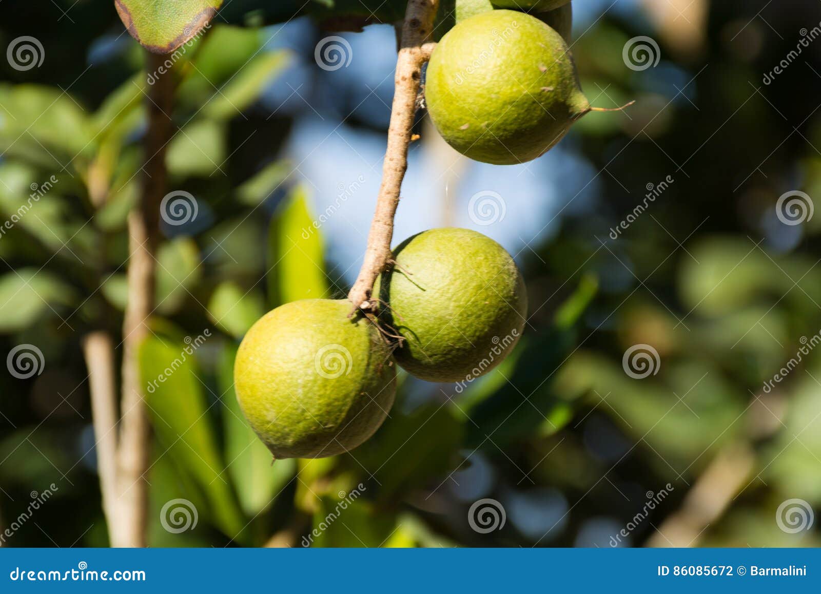 Macadamia Nuts on the Evergreen Tree - Expensive Fat Nuts Stock Photo ...