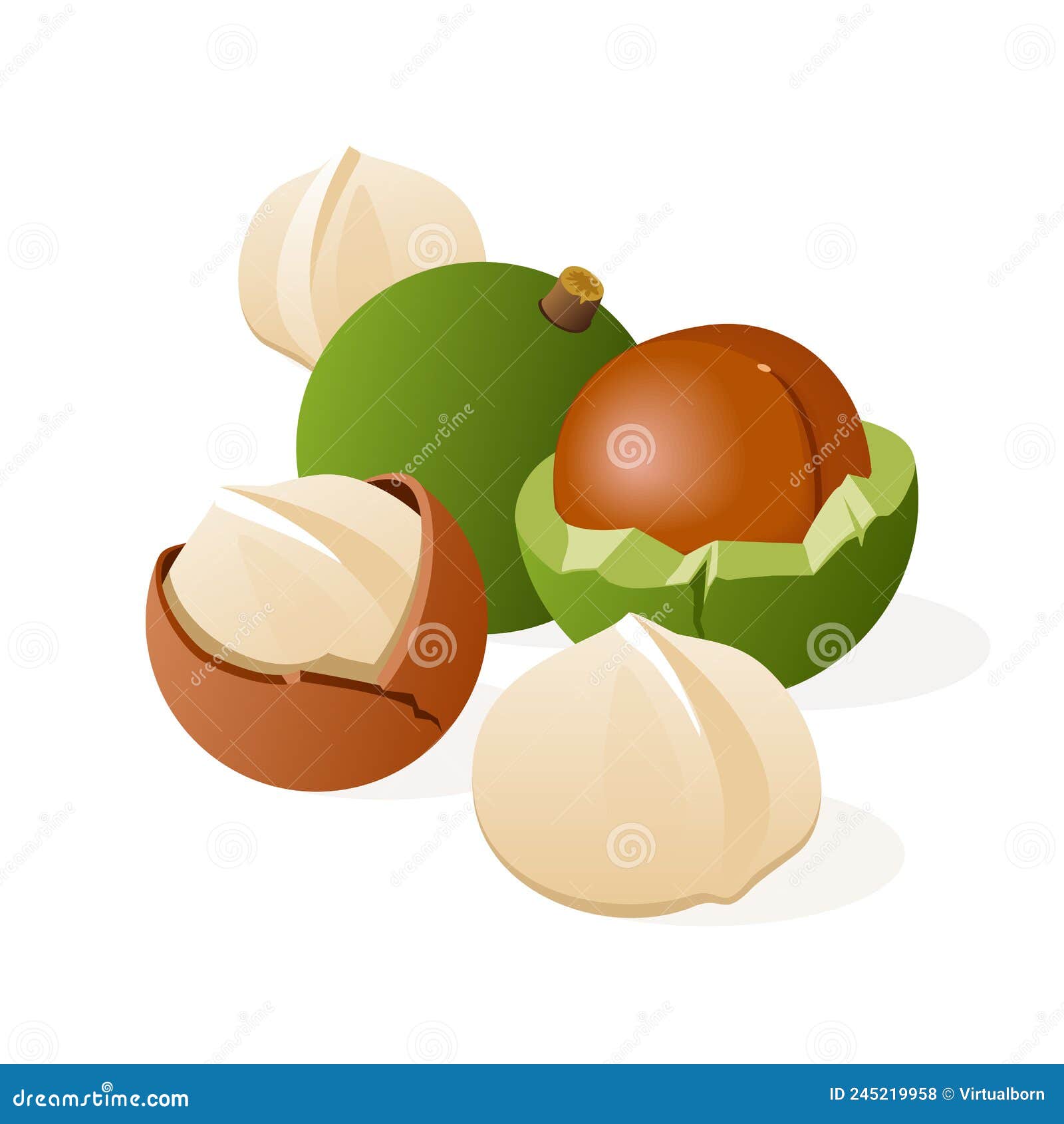 Macadamia Nuts Green Husk Fruit Shell Vector Illustration Stock Vector ...