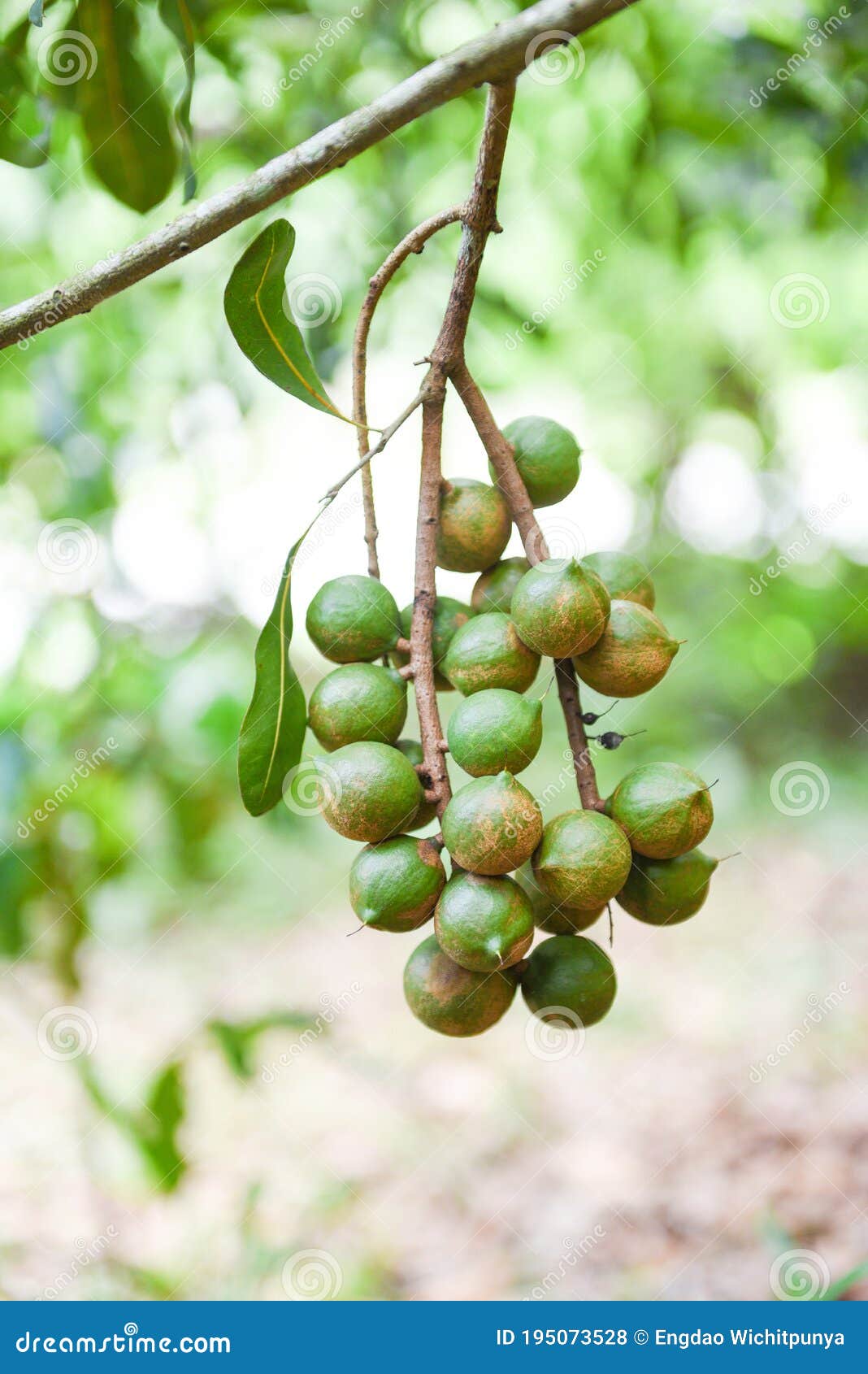 Macadamia Nuts Hanging on Branch Macadamia Tree in Farm in the Summer ...