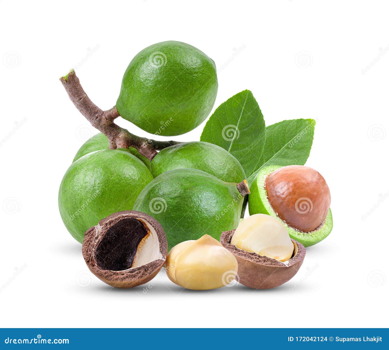 676 Macadamia Leaf Isolated White Stock Photos - Free & Royalty-Free ...