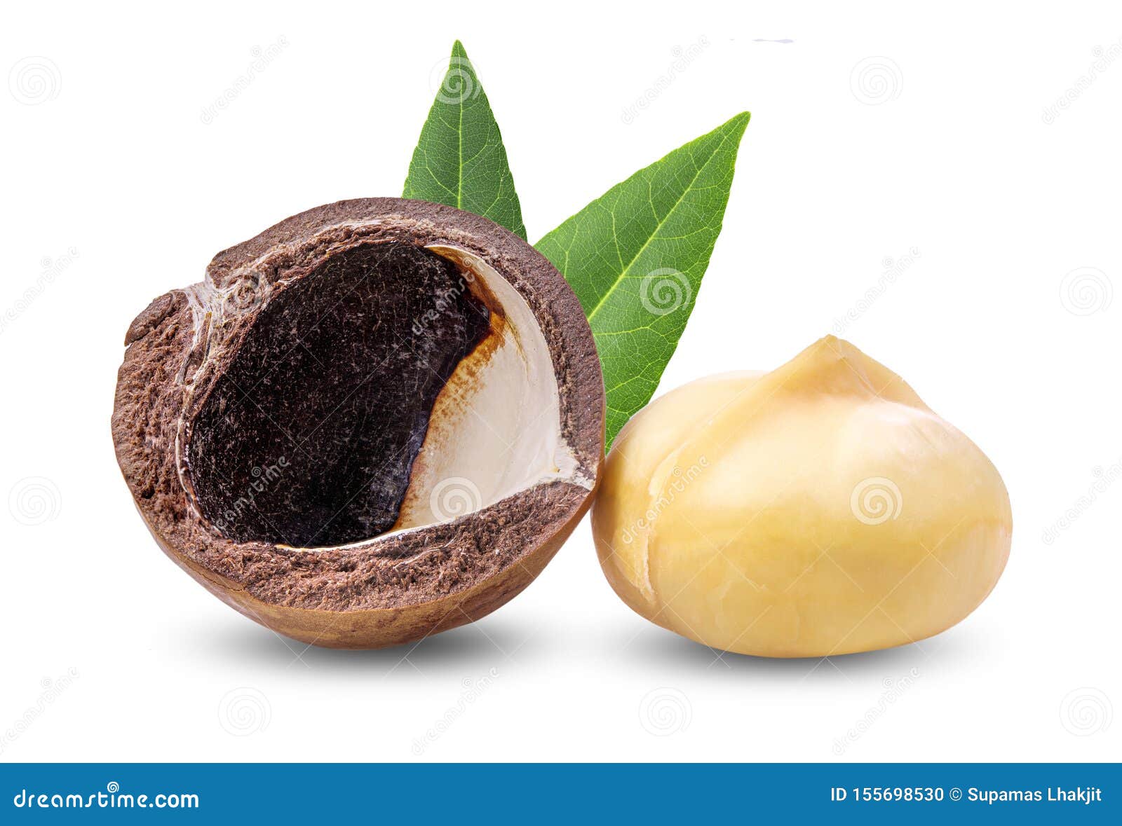 Macadamia Nuts with Leaf on White Background Stock Photo - Image of ...
