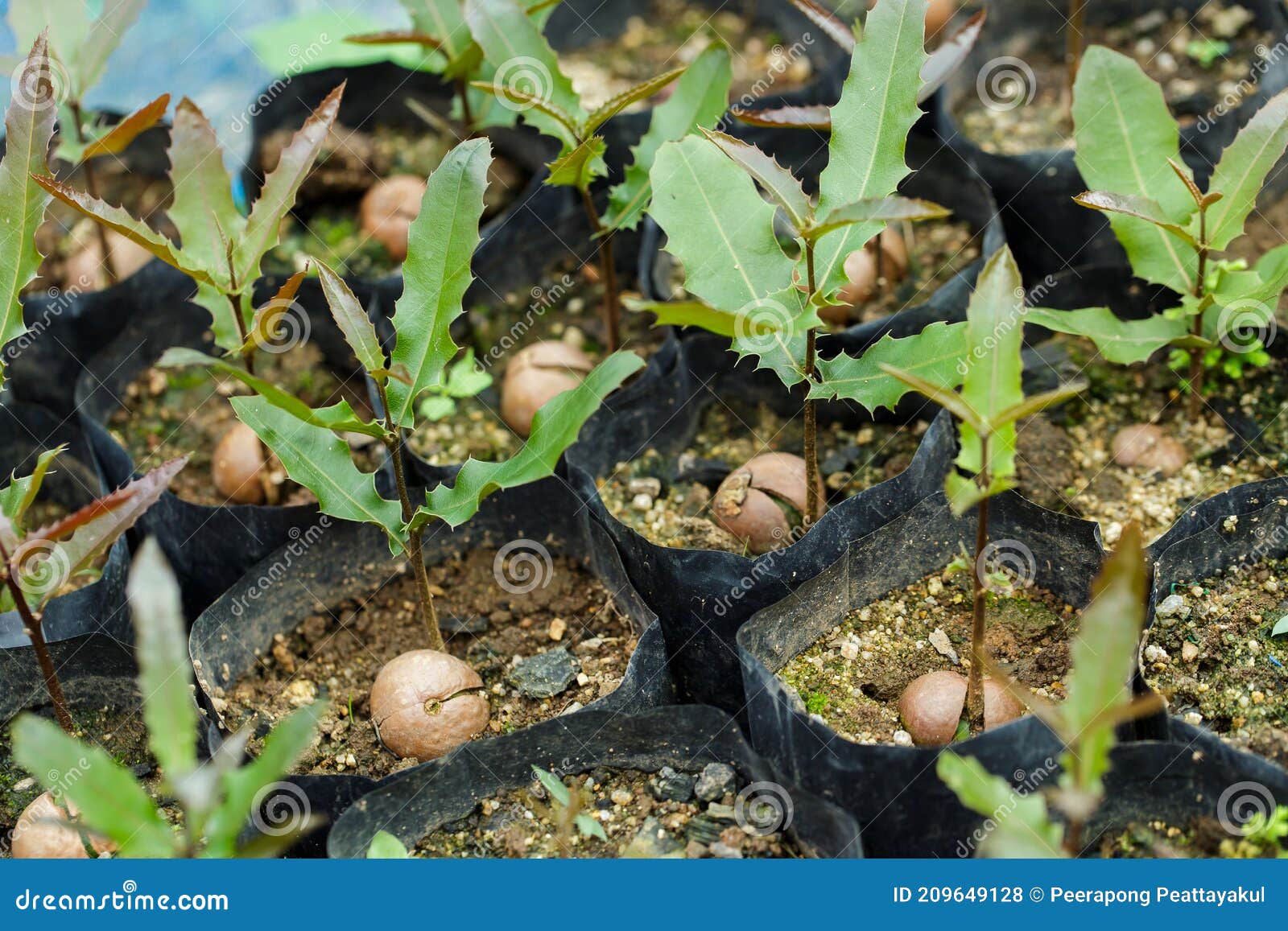 Macadamia Nuts Seedlings with Green Leaf Stock Photo - Image of closeup ...