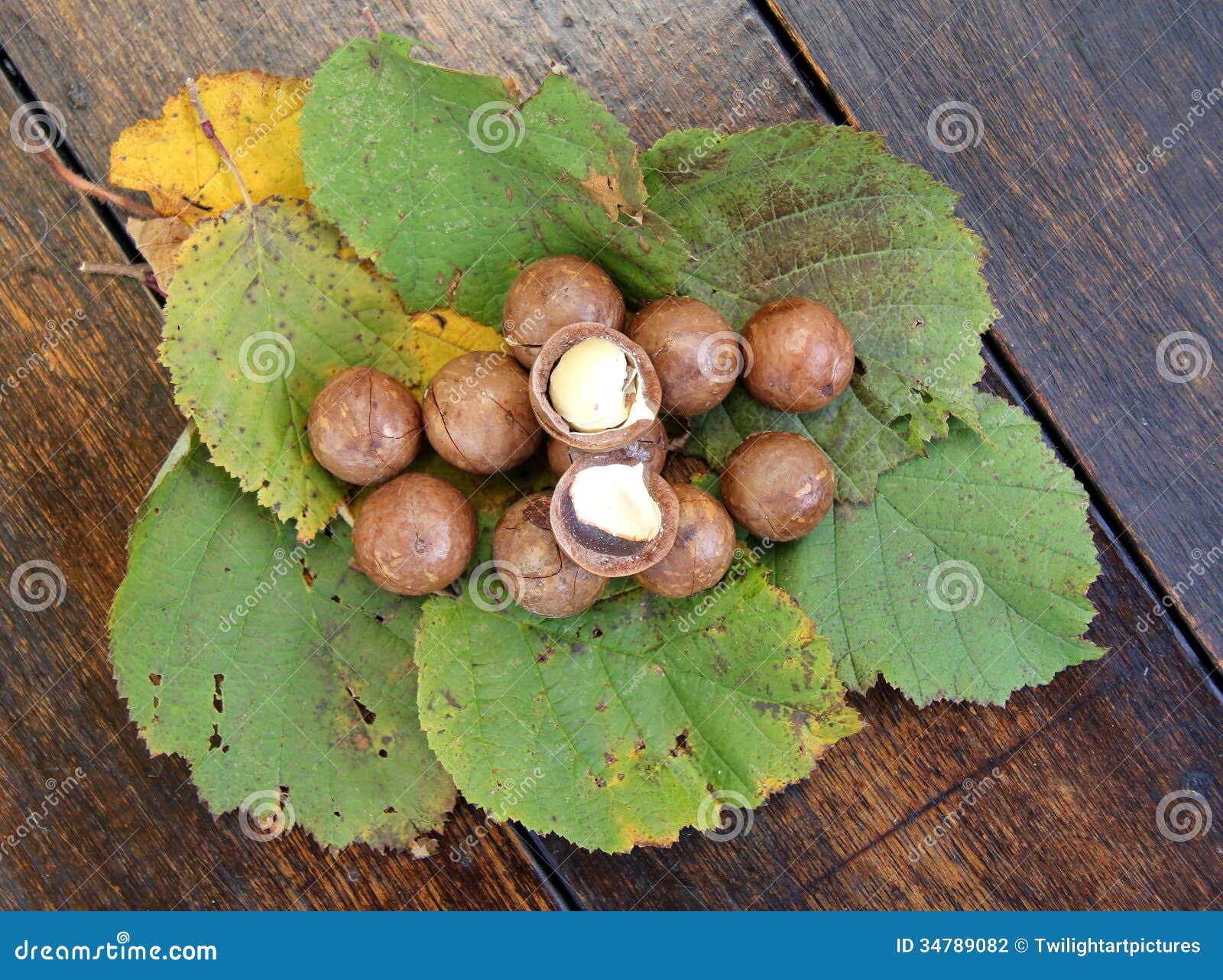 Macadamia stock photo. Image of foliage, healthy, macro - 34789082