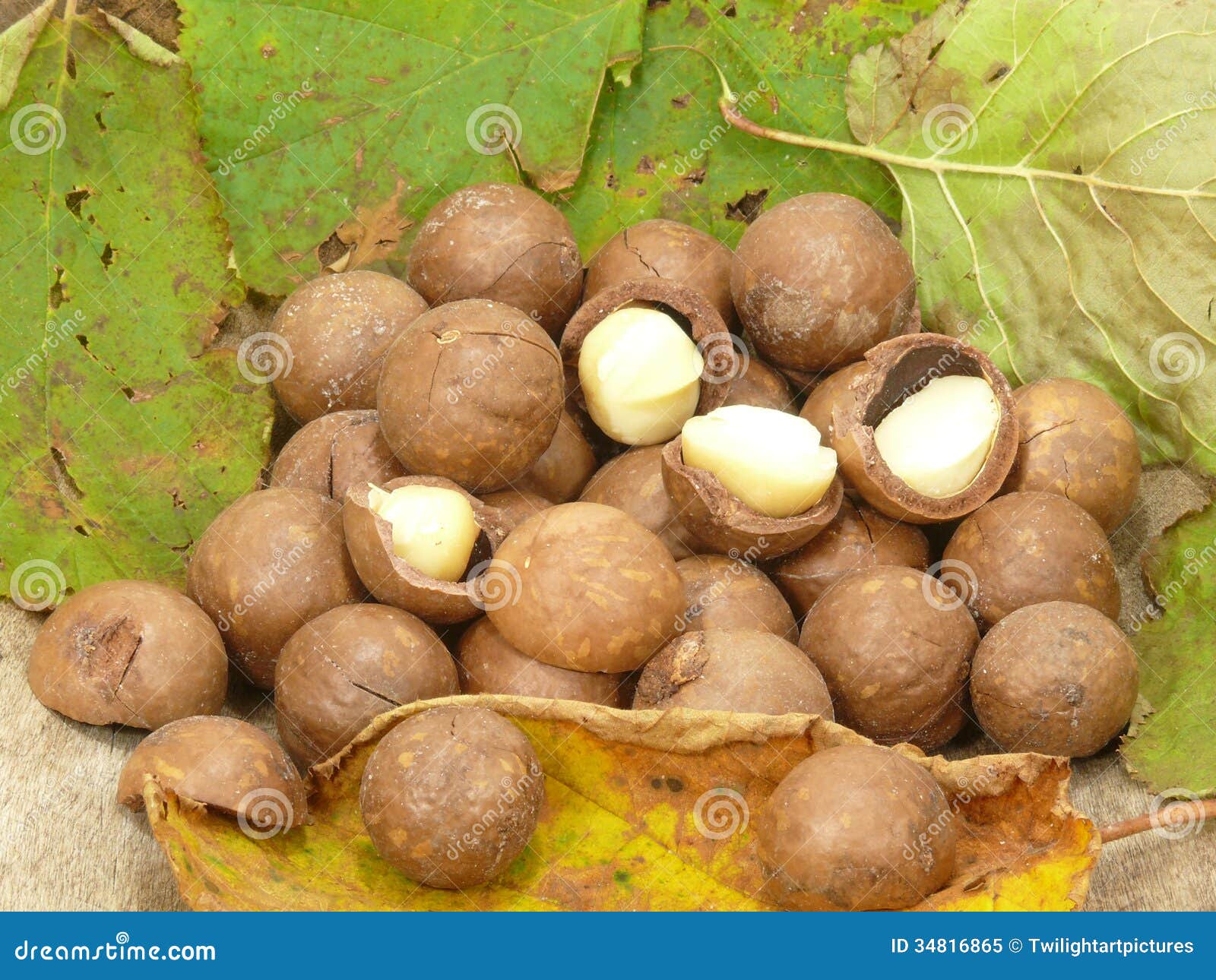 Macadamia stock image. Image of nutshell, sheets, season - 34816865