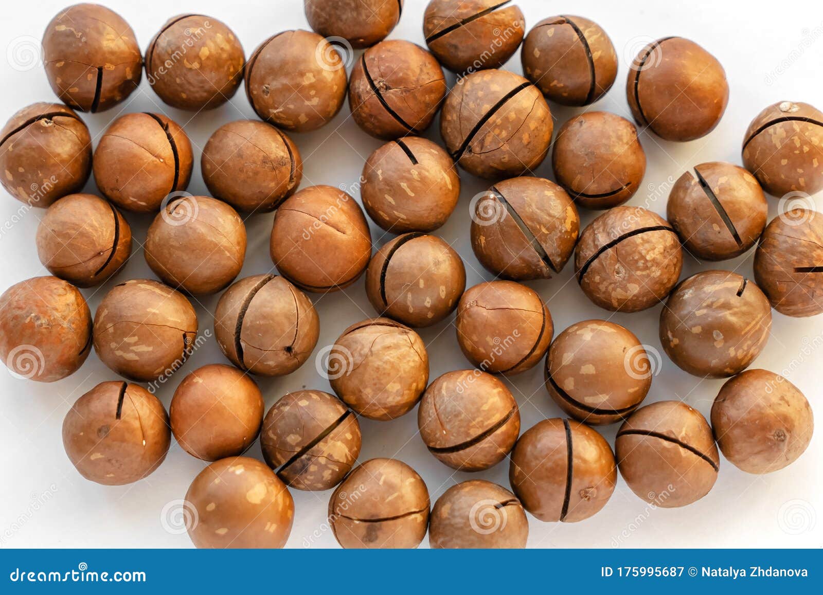 Macadamia Nuts in the Shell Isolated on a White Background Close-up ...