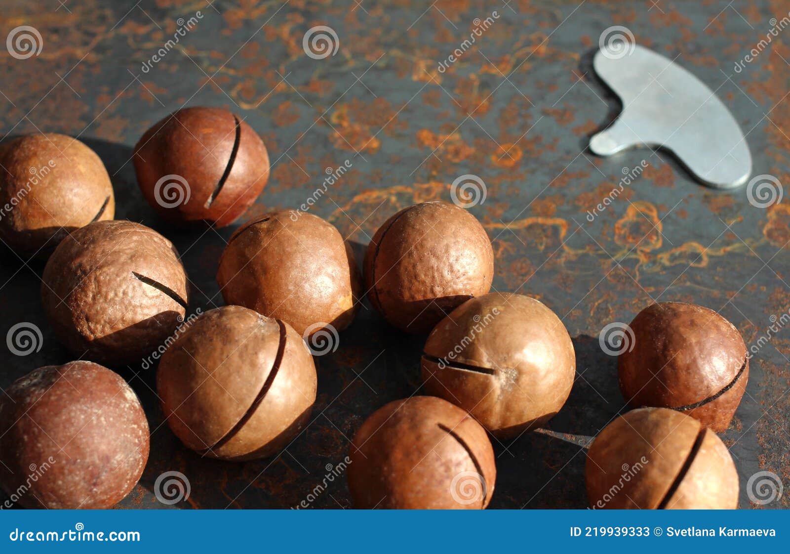 Macadamia Nuts in Shells on a Metal Background with a Key Stock Image ...
