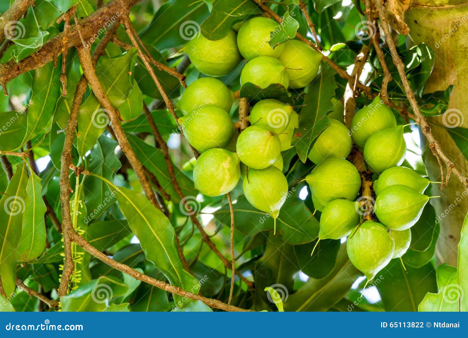 Macadamia Tree Leaves
