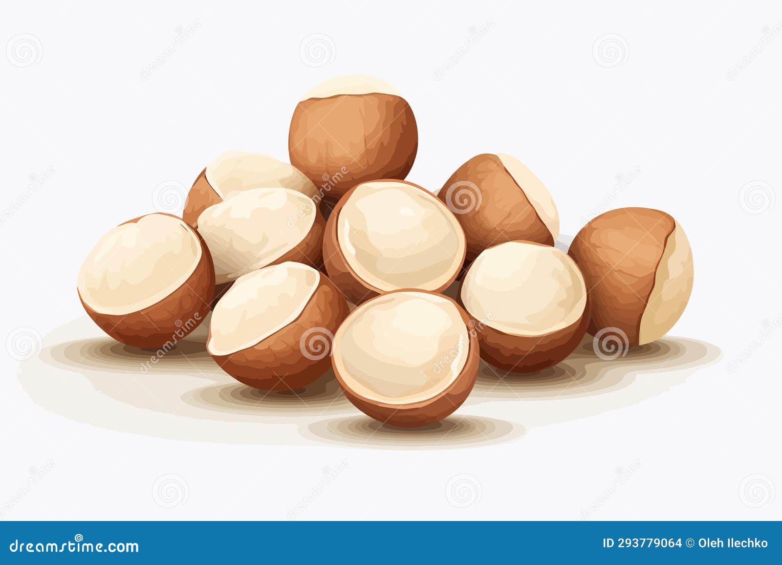 Macadamia Nuts Vector Flat Minimalistic Isolated Illustration Stock ...