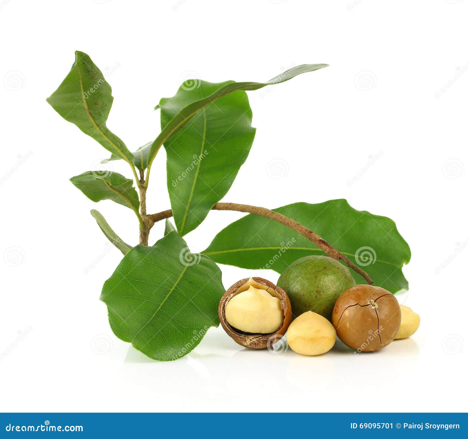 Macadamia Nuts on White Background Stock Image - Image of protein ...