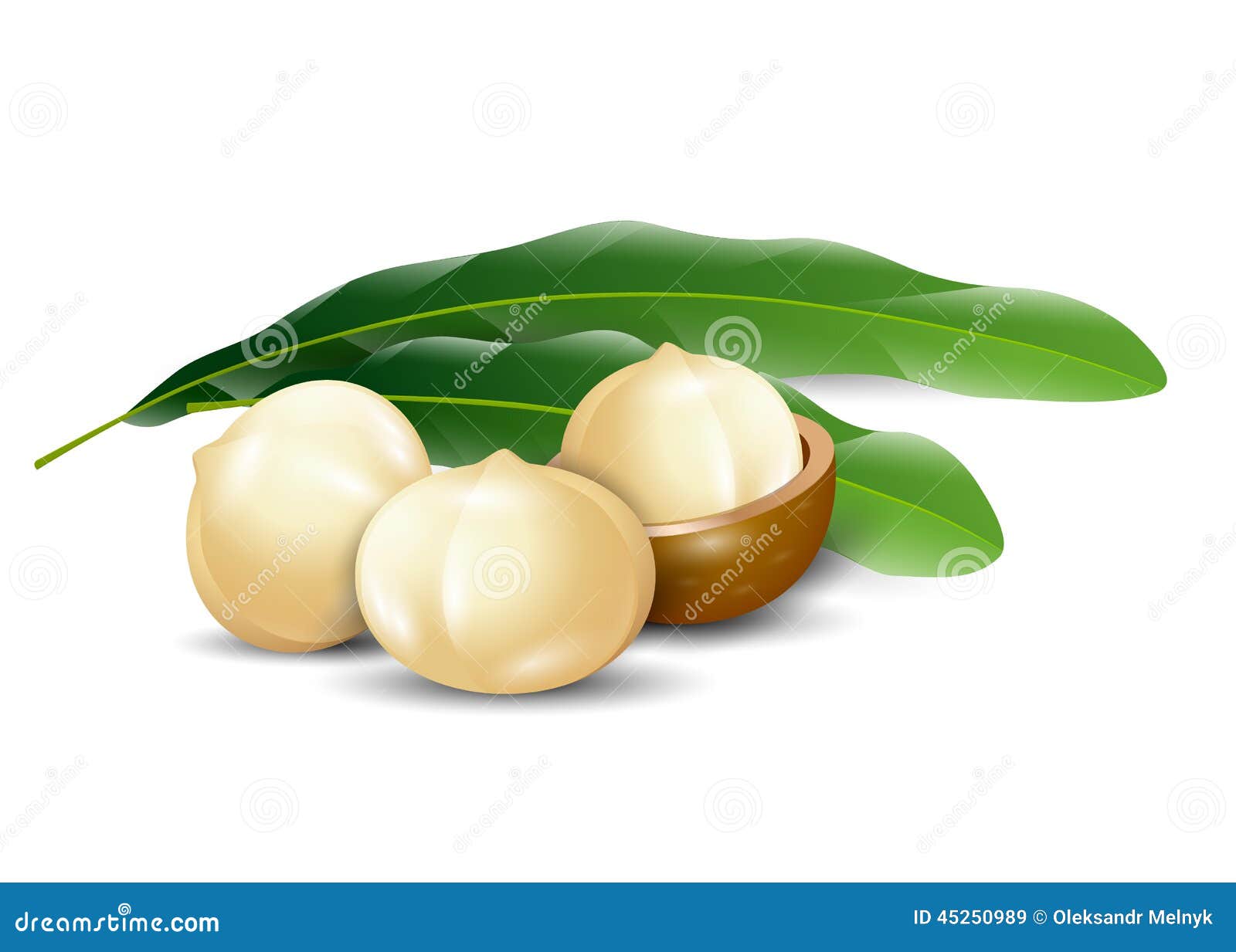 Macadamia Nuts White Background Natural Organic Stock Illustration ...