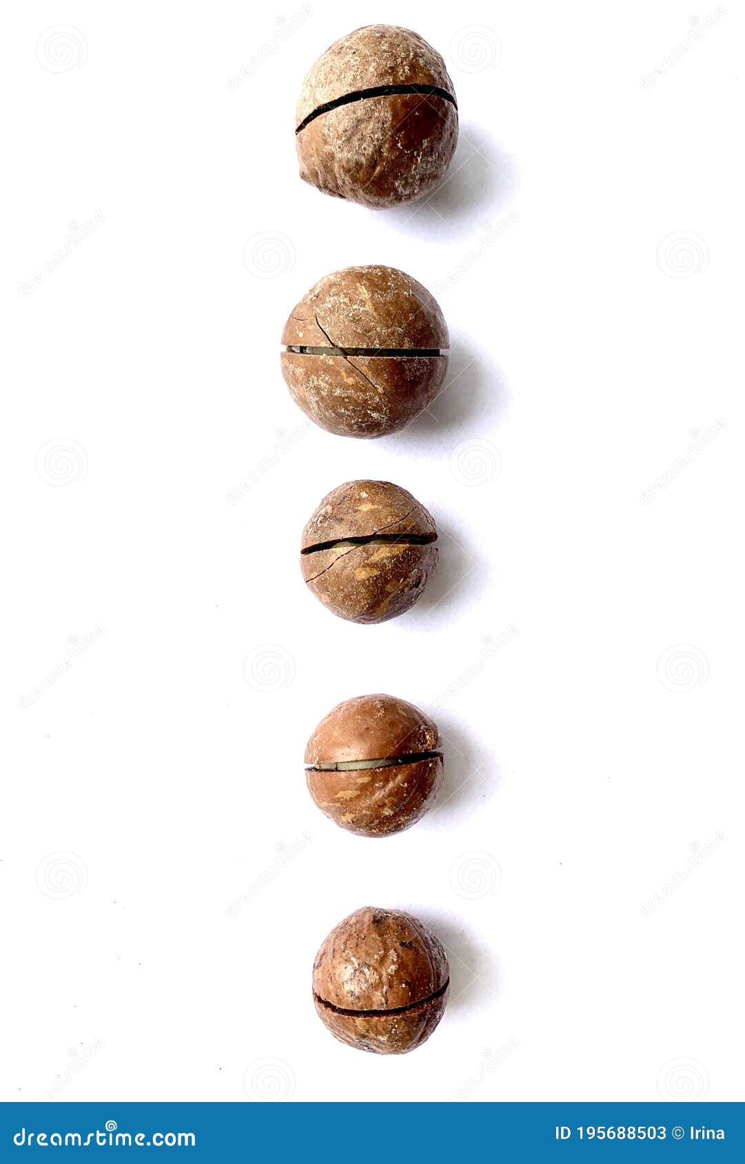 108 Sawn Nutshell Stock Photos - Free & Royalty-Free Stock Photos from ...