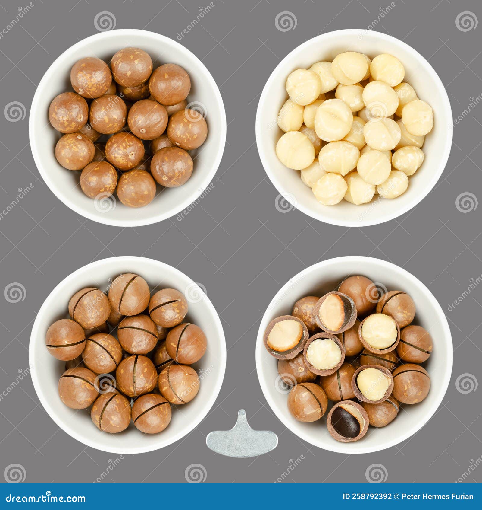 Fruits On The Shells Called Cupule Or Calybium In Autumn Stock Photo ...