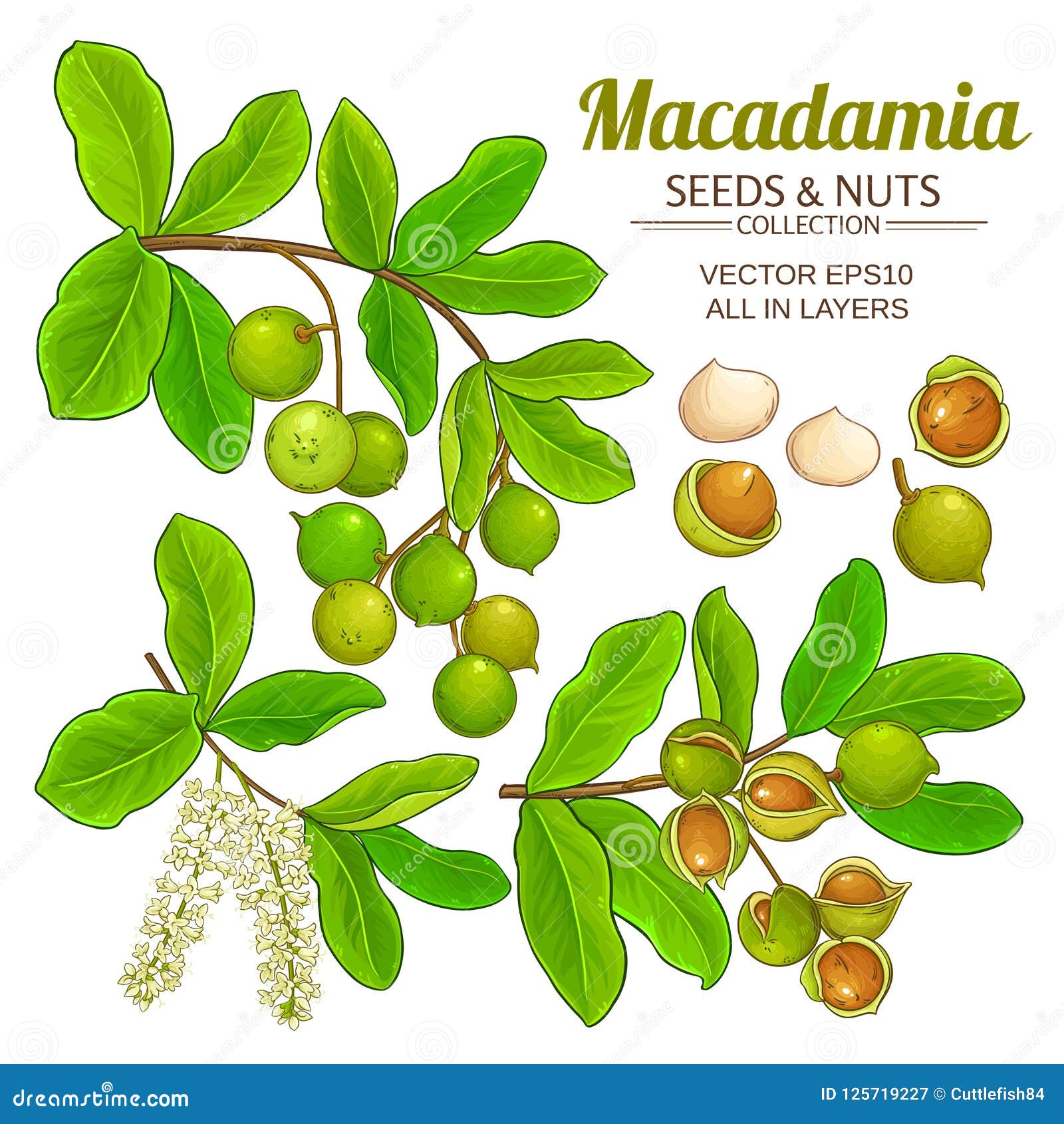 Macadamia plant vector stock vector. Illustration of drawn - 125719227