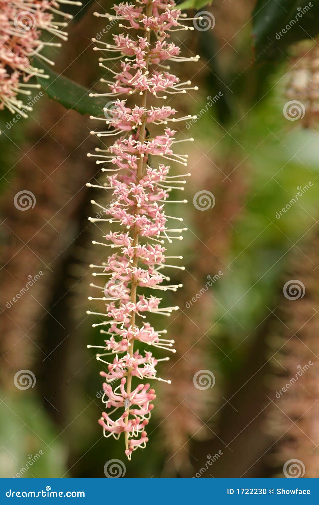 Macadamia tetraphylla stock photo. Image of petaloid, spring - 1722230