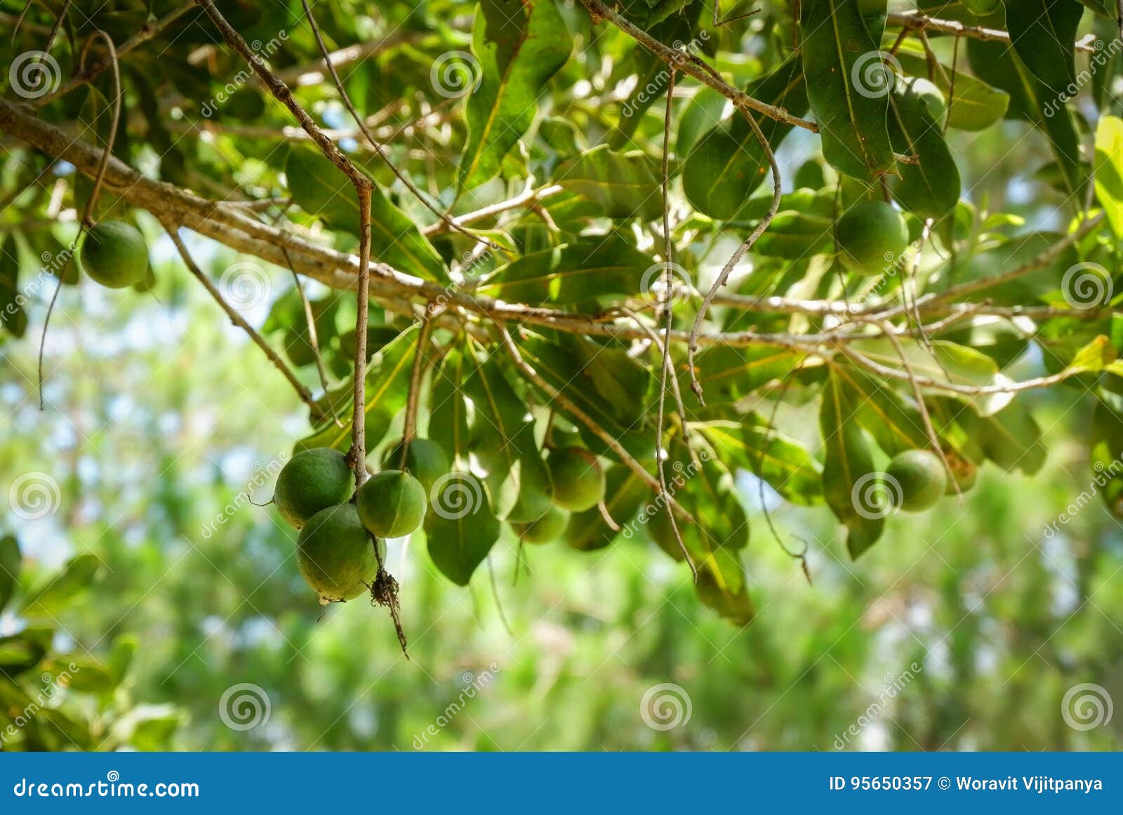 Macadamia tree stock image. Image of tree, garden, nuts - 95650357