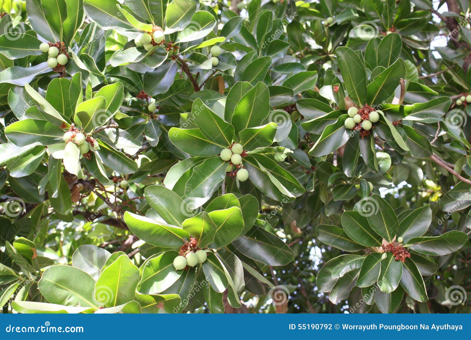 Macadamia tree stock photo. Image of nutritious, product - 55190792