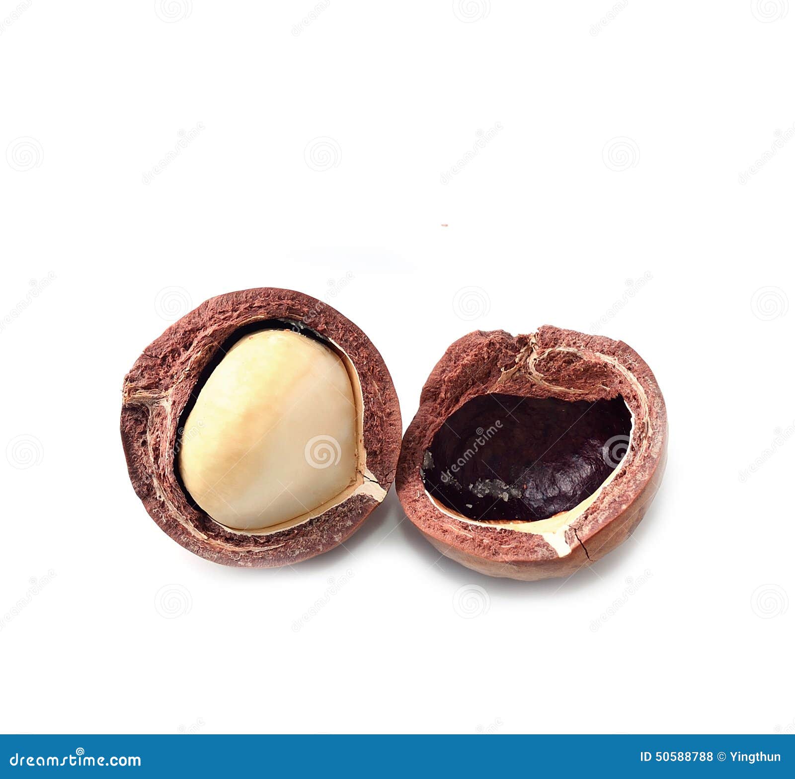 Macadamia with White Background Stock Photo - Image of healthy, organic ...
