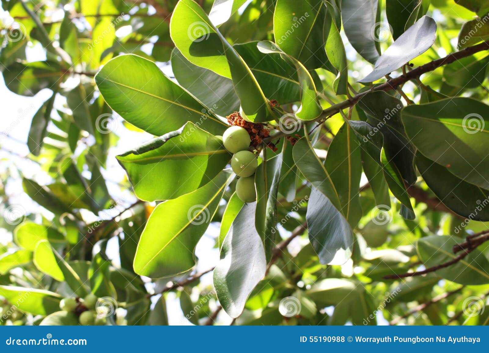 Macadamiabaum stockfoto. Bild von betrieb, muttern, macadamia - 55190988