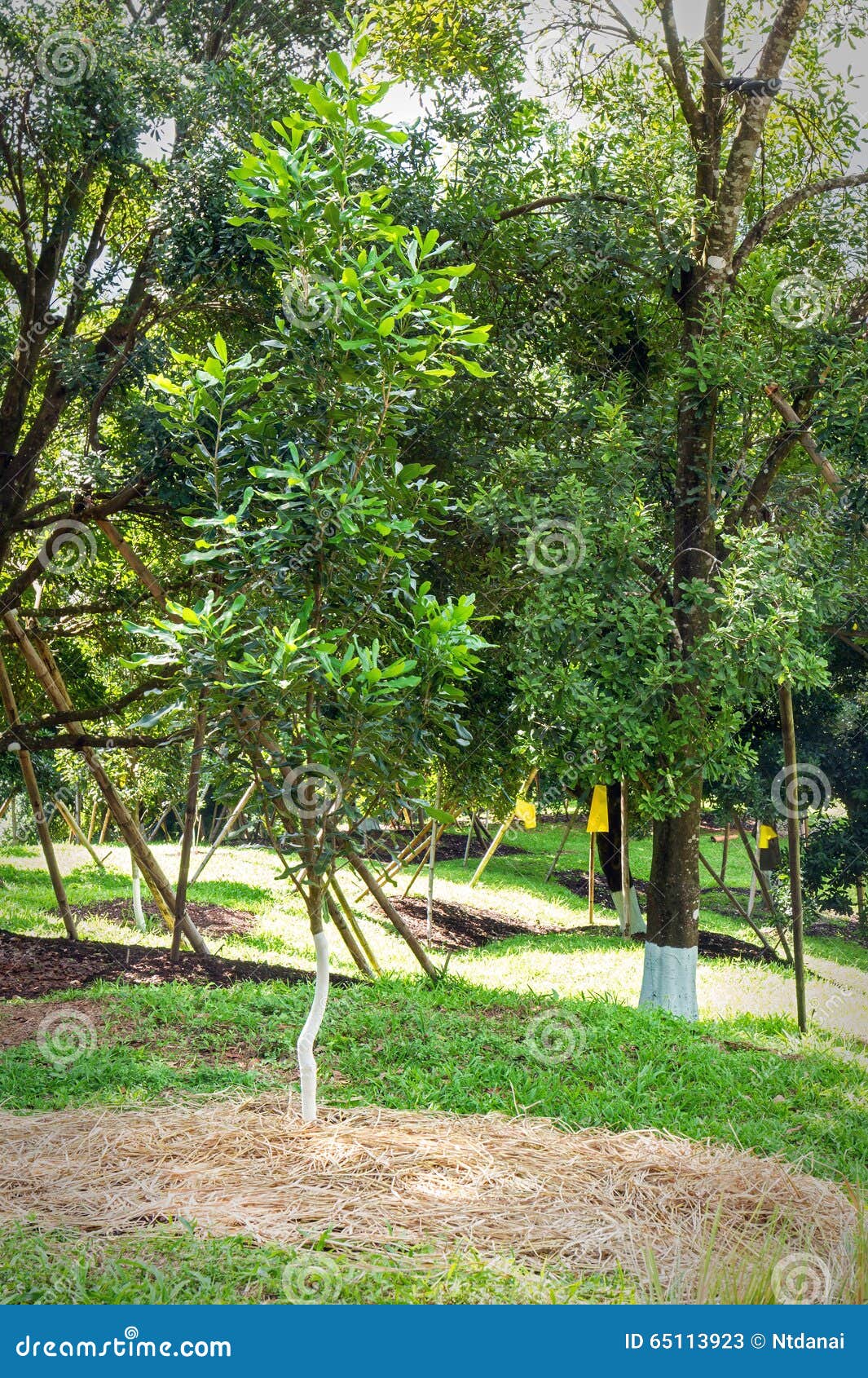Macadamiabaum stockbild. Bild von grün, berg, frech, jahreszeit - 65113923