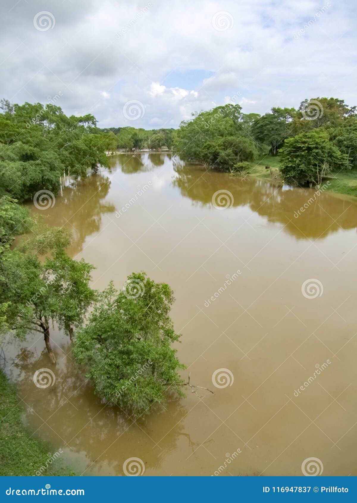 Macal River in Belize stock image. Image of habitat - 116947837