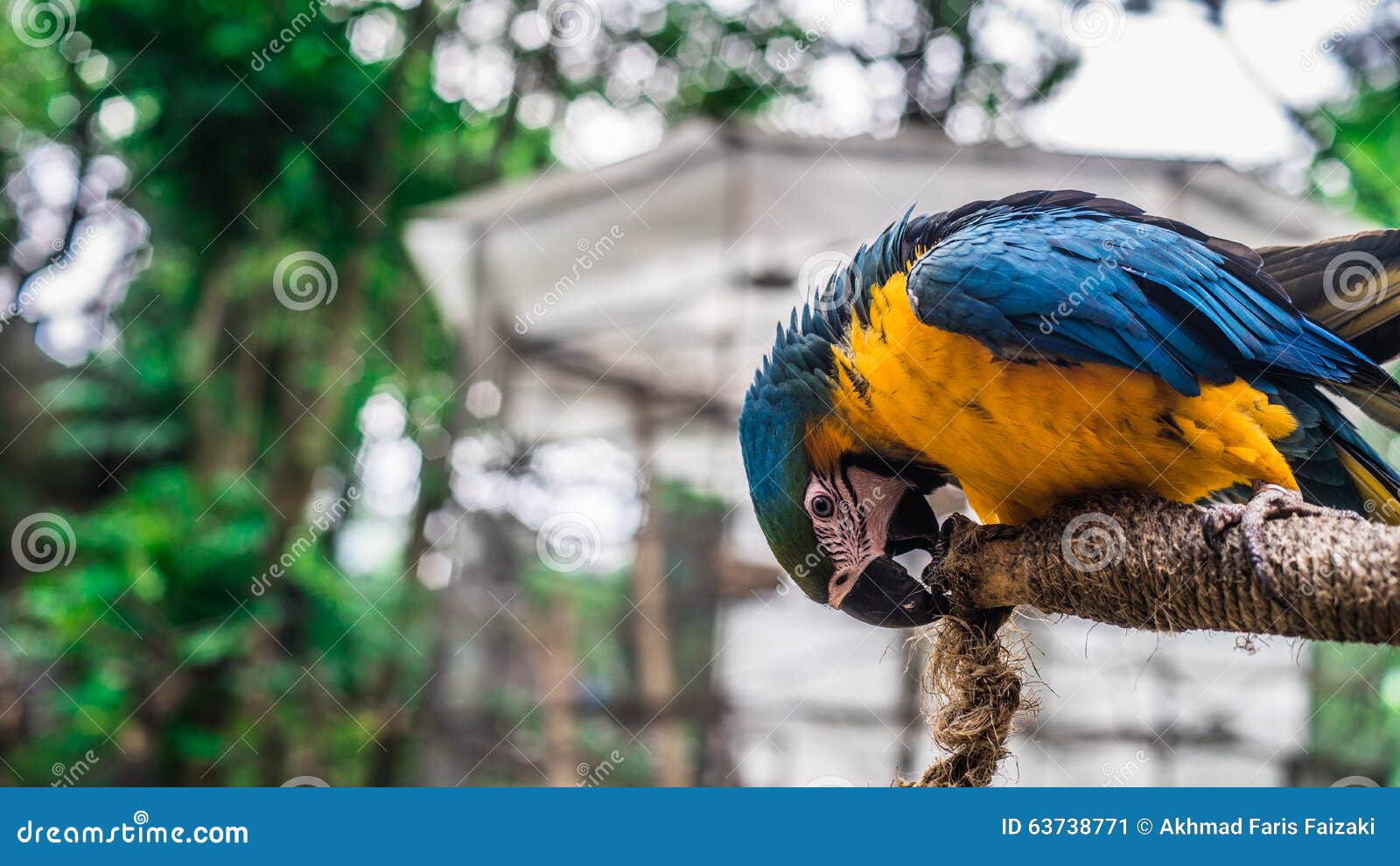 Macao Bird stock image. Image of close, colorful, beak - 63738771