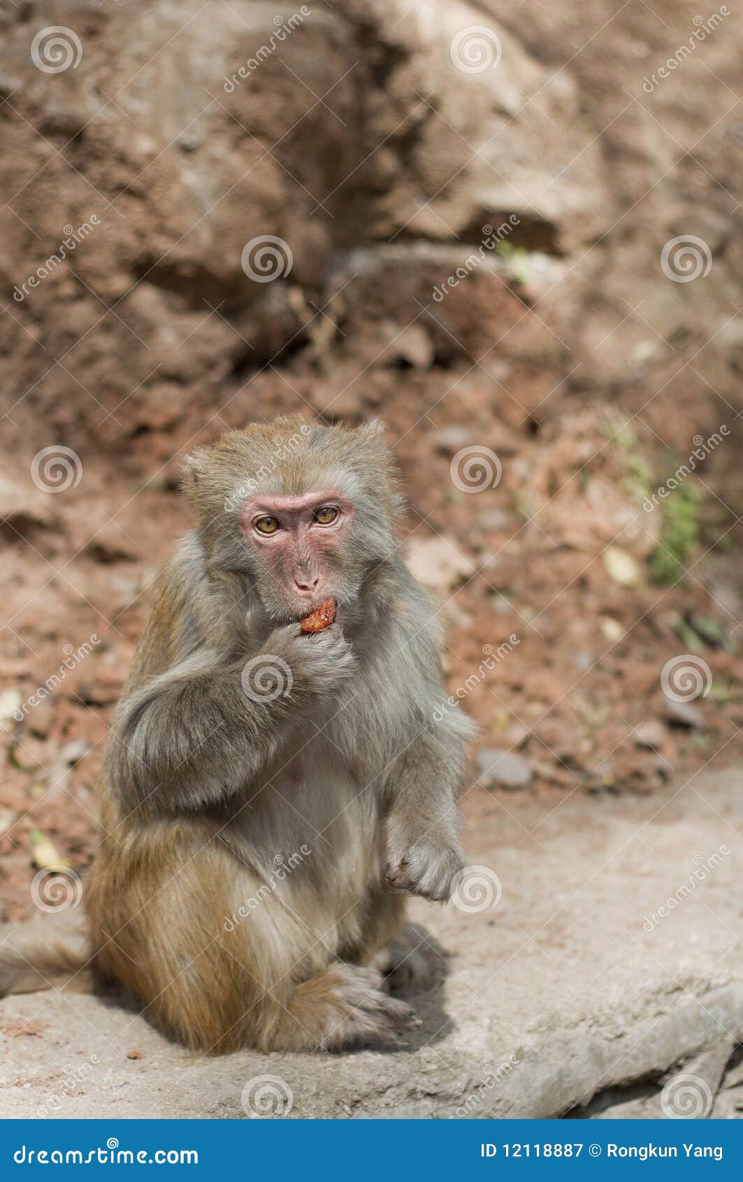 Macaque stock image. Image of park, guizhou, macaque - 12118887