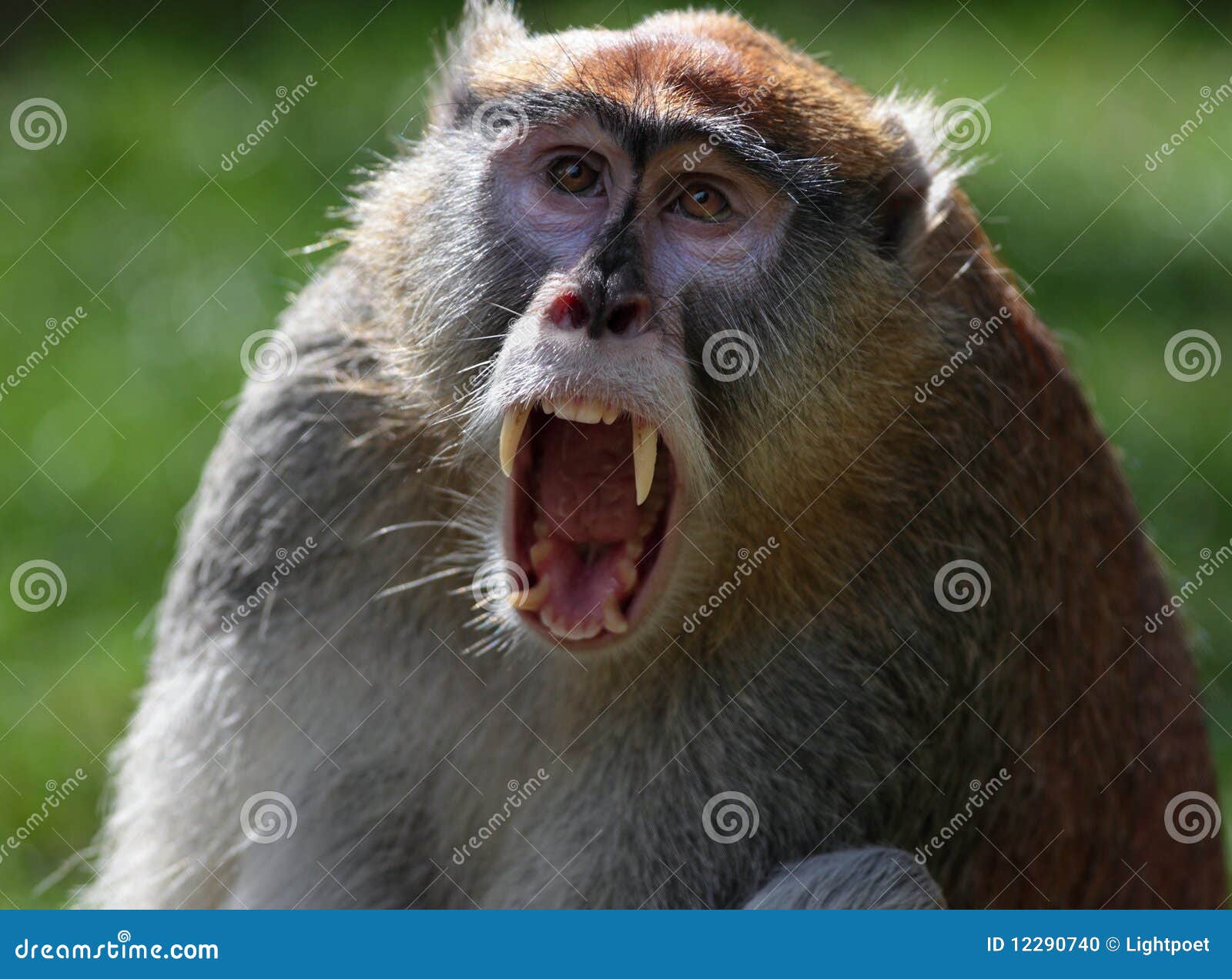 Angry Macaque Monkey Royalty-Free Stock Image | CartoonDealer.com #3897172