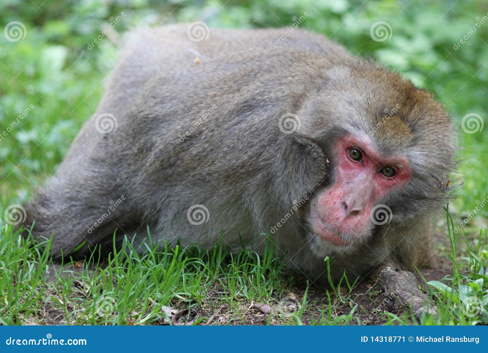 Macaque stock image. Image of mammal, makak, makake, fauna - 14318771