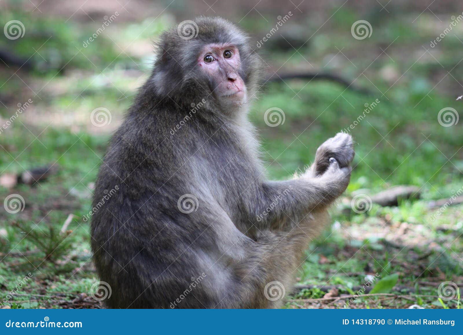Macaque stock photo. Image of mammalia, macaque, world - 14318790