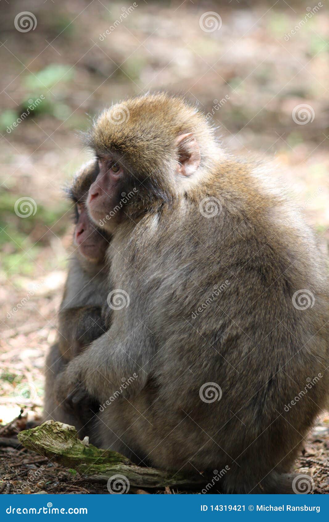 Macaque stock image. Image of cercopithecinae, macaca - 14319421